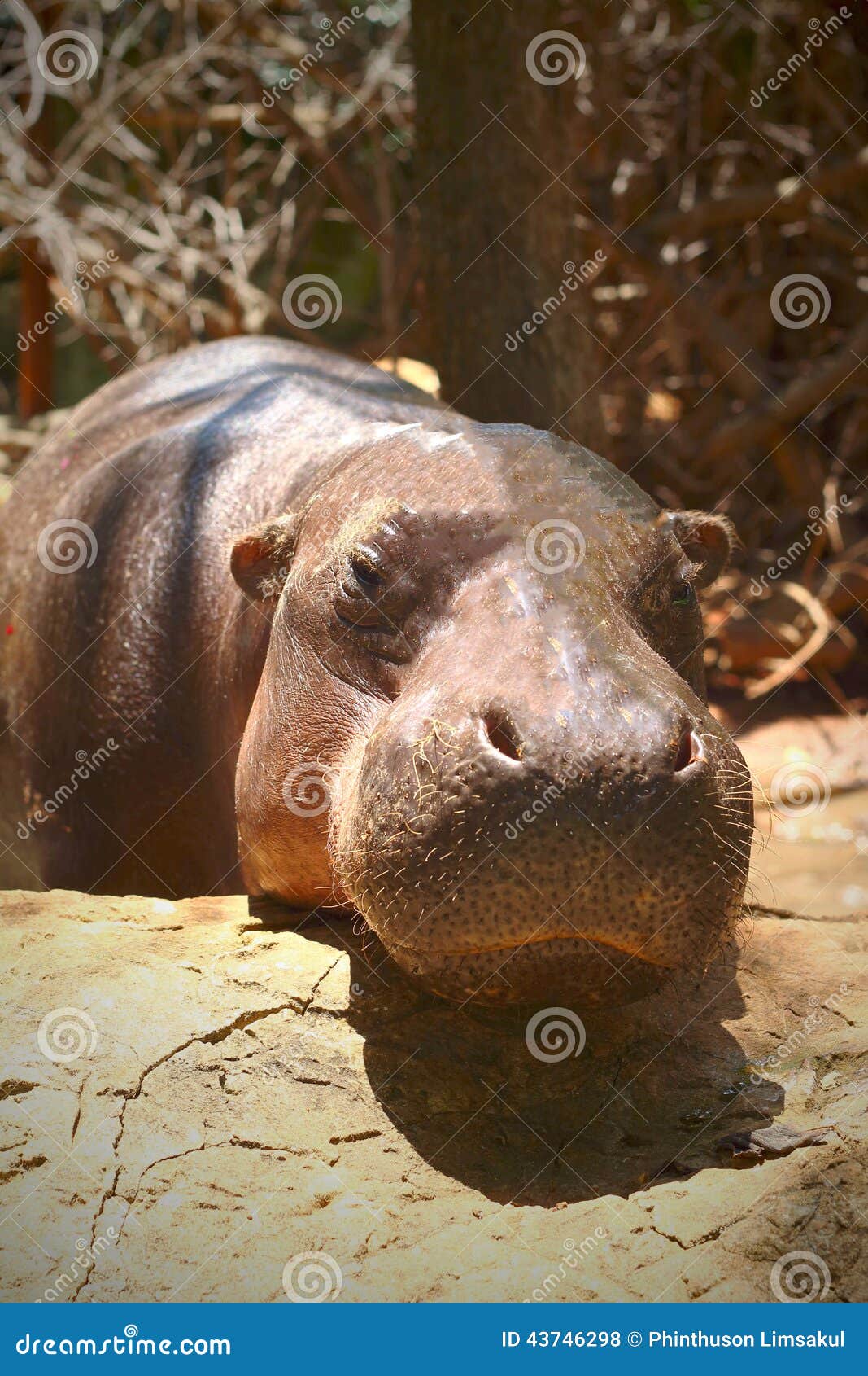 Hippo Portrait in the Nature Stock Photo - Image of animals, mammal ...