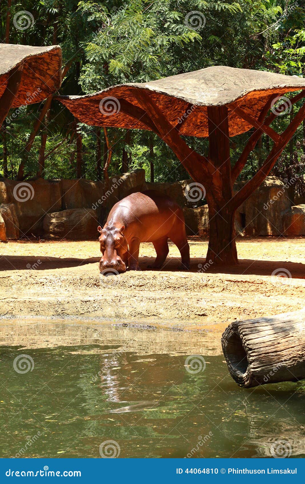 Hippo Portrait in the Nature Stock Photo - Image of botswana, portrait ...