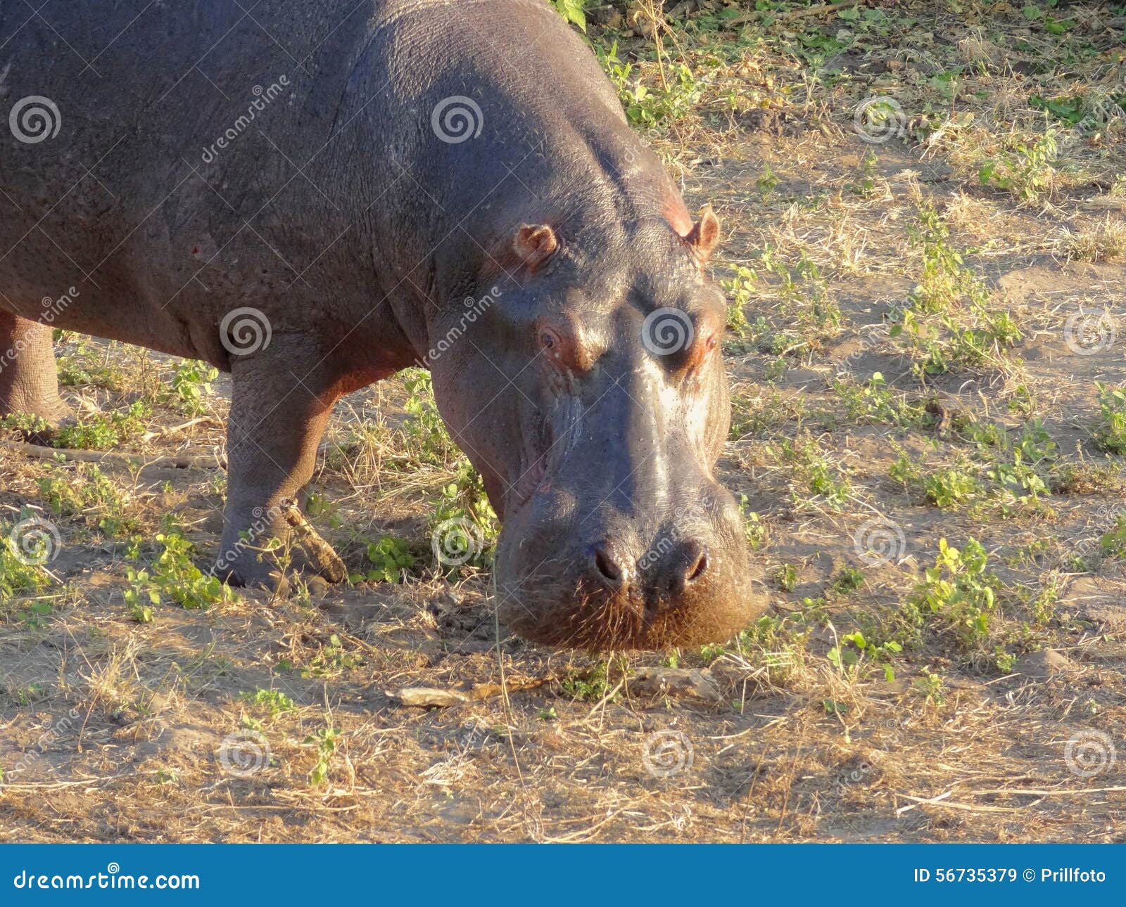 Hippo portrait stock image. Image of safari, detail, grazing - 56735379