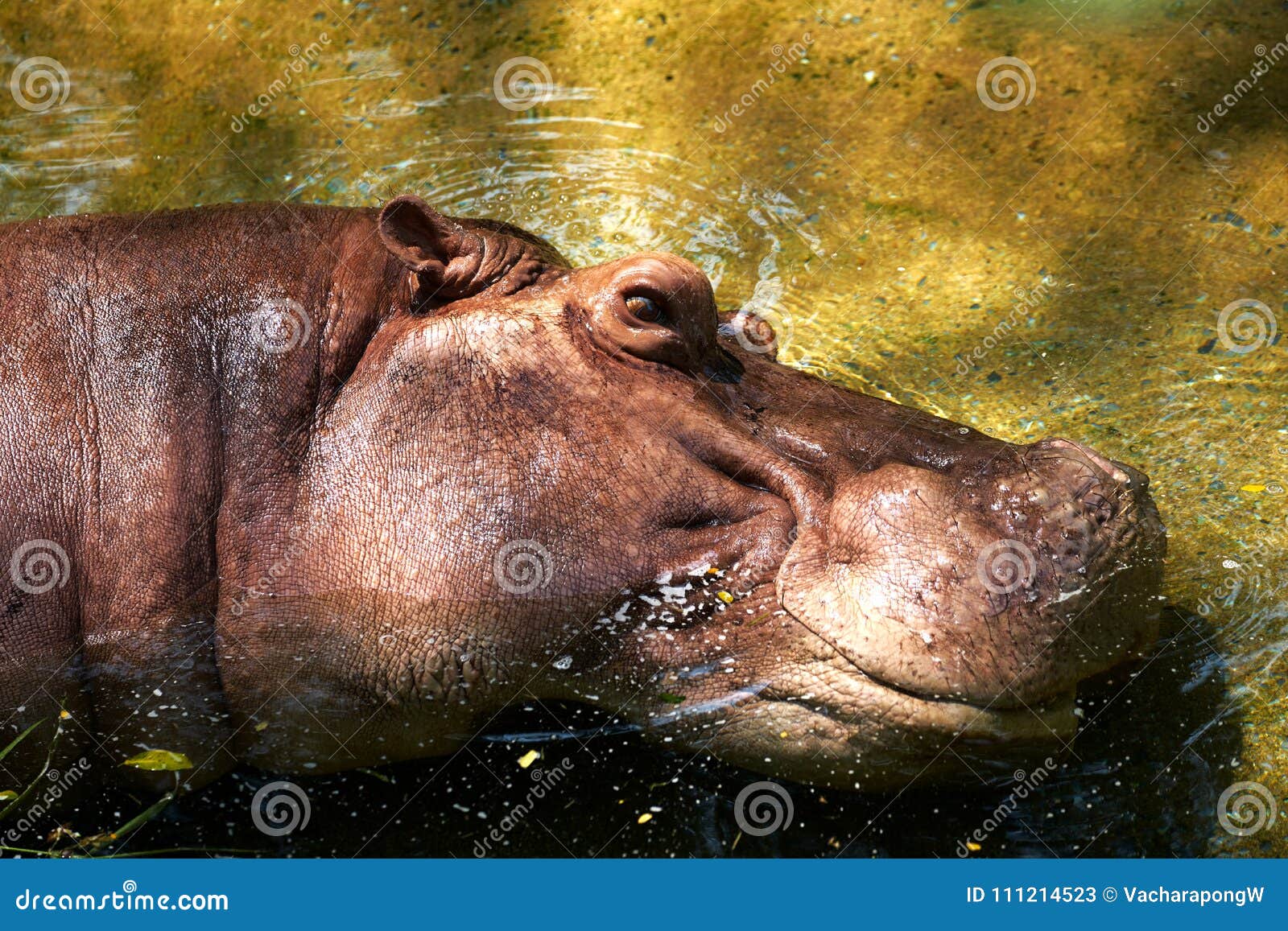 Potamus Head Stock Photos - Free & Royalty-Free Stock Photos from ...