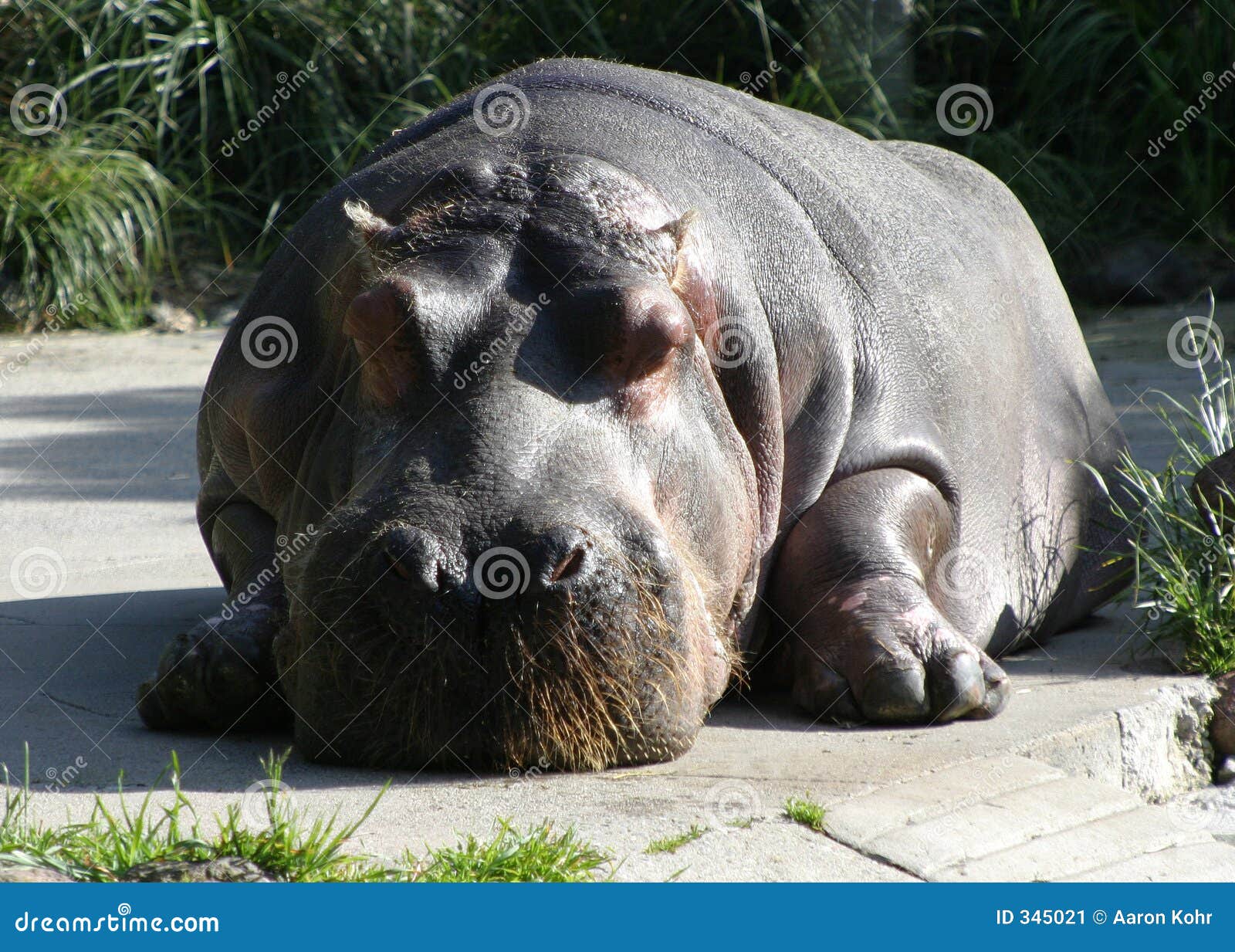 Hippo Relaxing stock image. Image of sleep, load, timeoff - 345021
