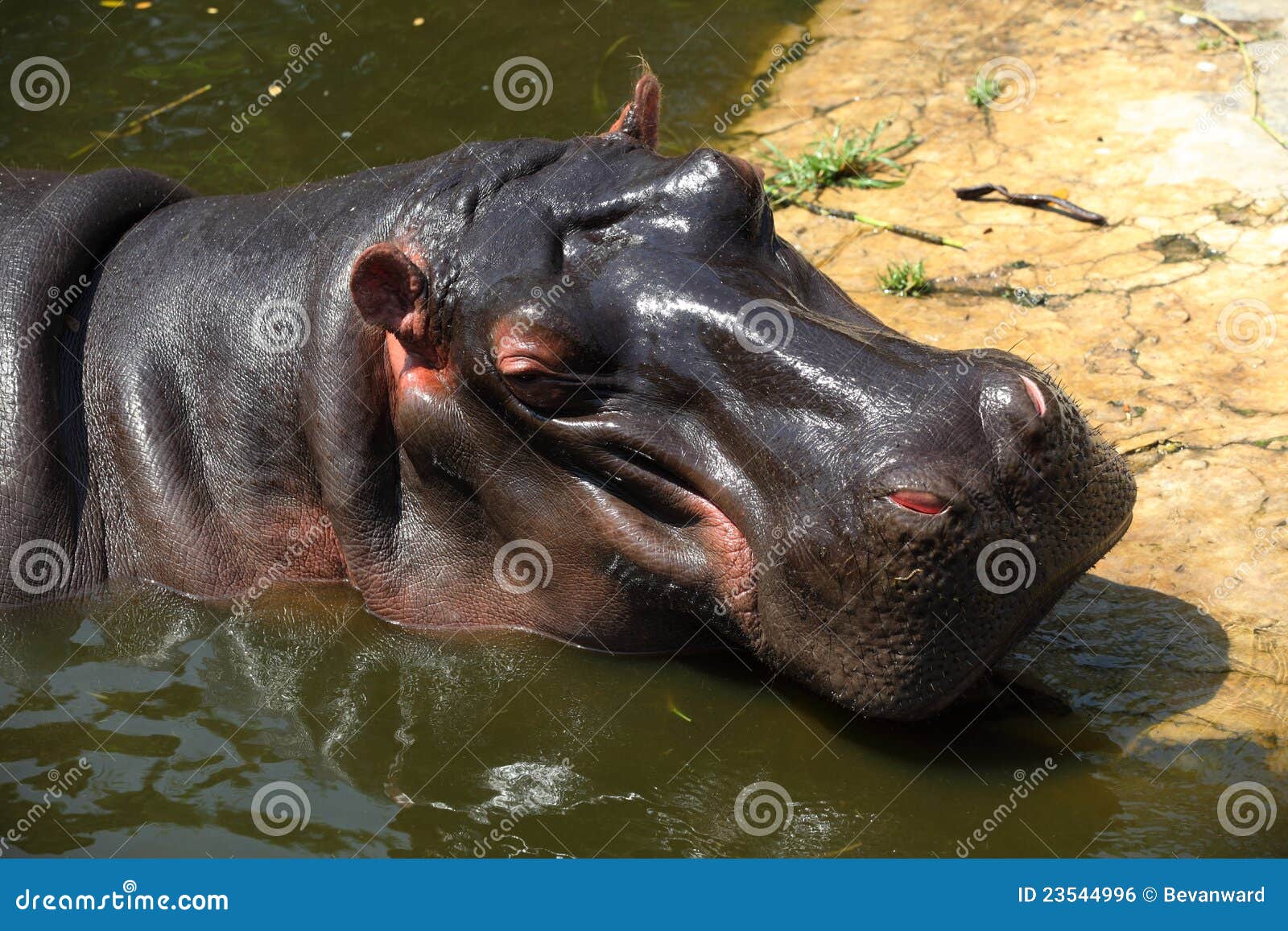 Hippo resting stock photo. Image of serengeti, huge, hippo - 23544996
