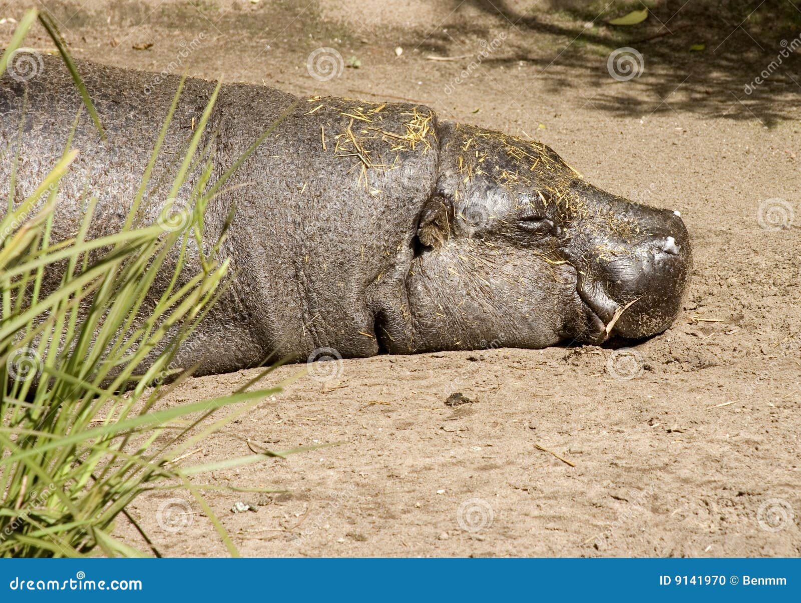 Hippo resting stock photo. Image of animal, nature, hippo - 9141970