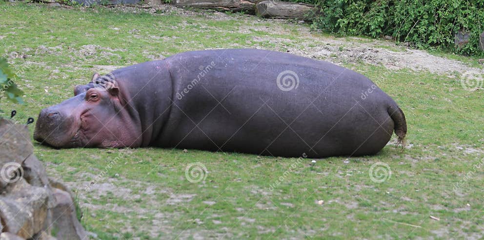 Hippo is resting stock image. Image of safari, nature - 319533247