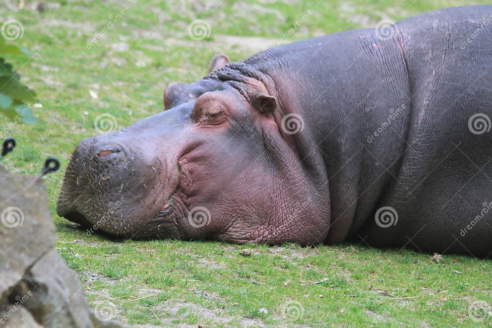 Hippo is resting stock image. Image of safari, wildlife - 319533251