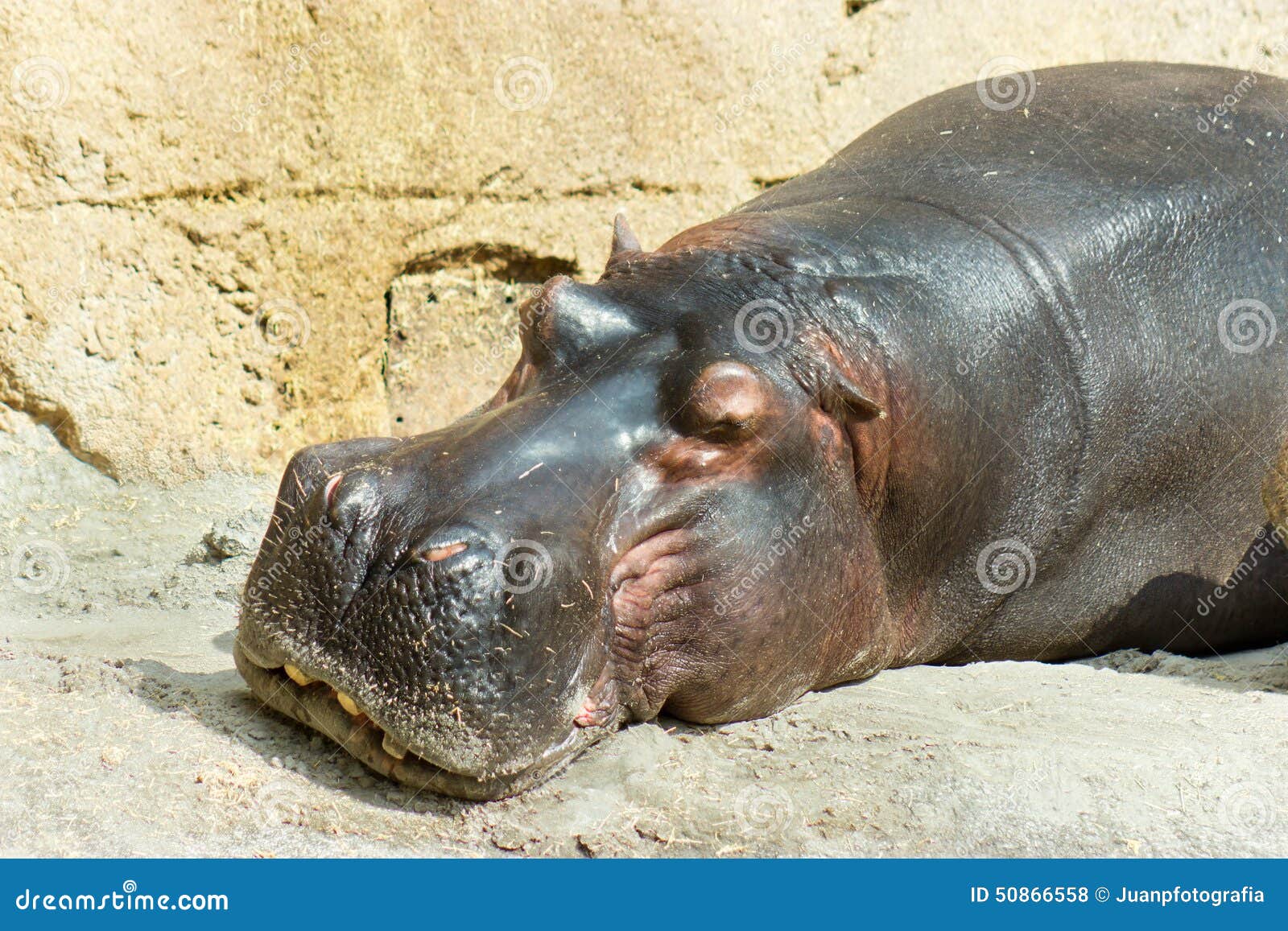 Hippo resting stock photo. Image of hippopotamus, mammalia - 50866558