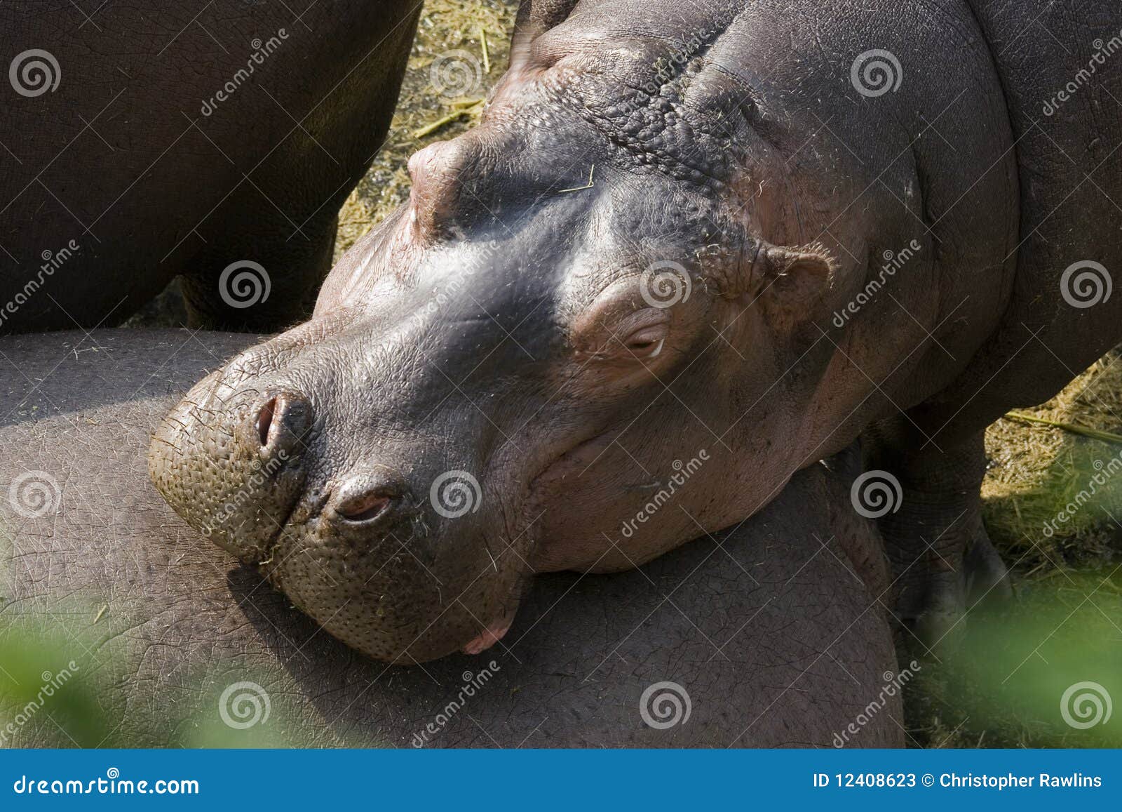 A Hippo Resting on His Friend Stock Image - Image of relaxing, face ...