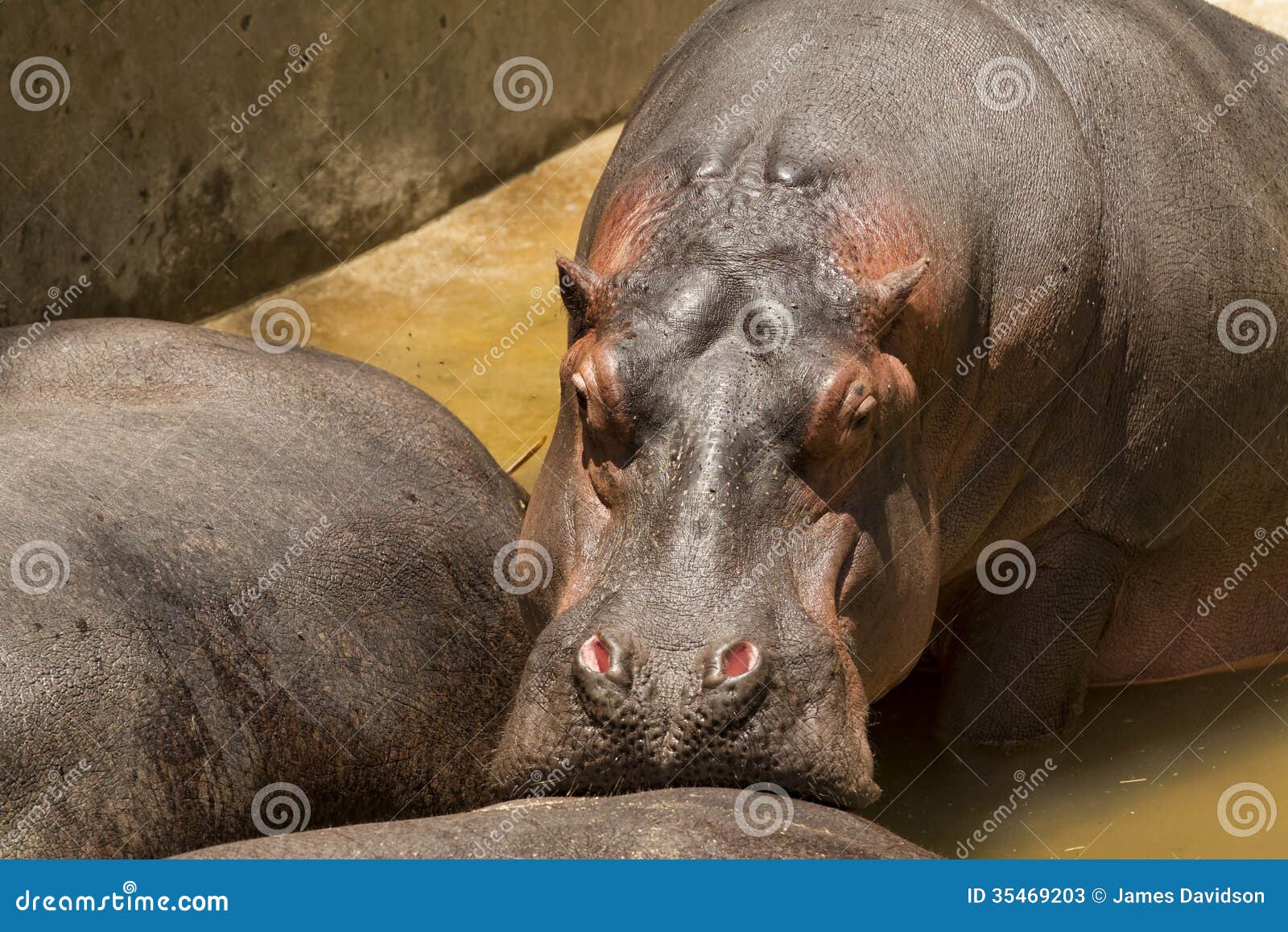 Hippo Resting Snout on Another Hippo S Backside Stock Image - Image of ...