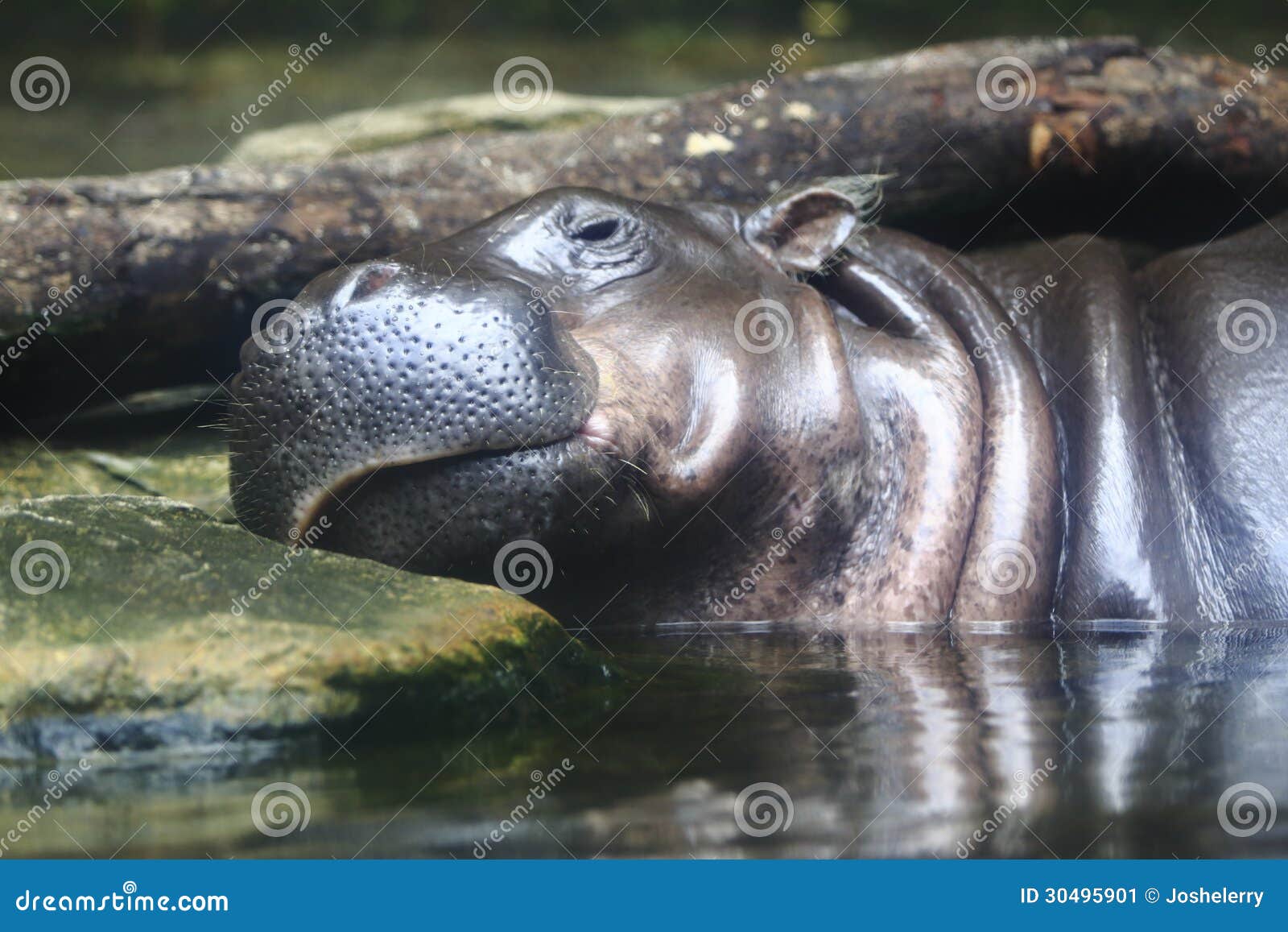 Hippo resting stock image. Image of safari, animal, hippo - 30495901