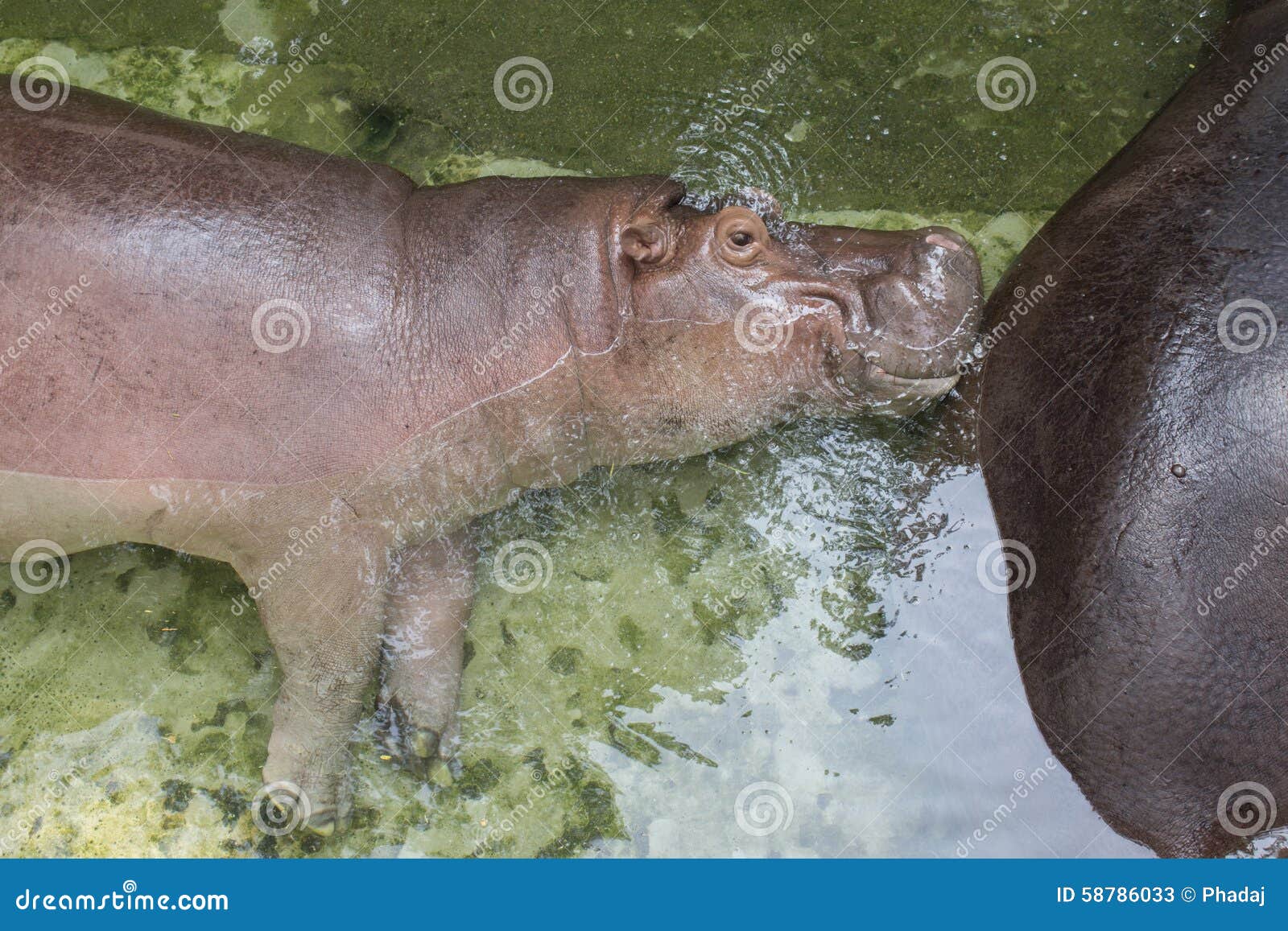 Hippo Resting in Water at Zoo. Stock Image - Image of hippopotamus ...