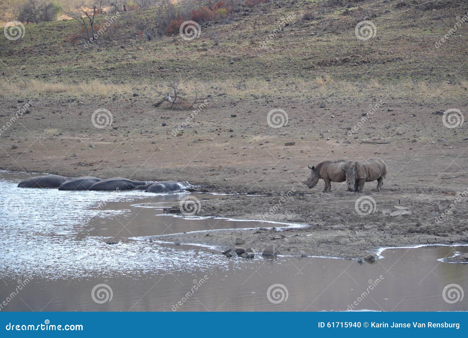 Hippo and Rhino meet stock photo. Image of rhino, peaceful - 61715940