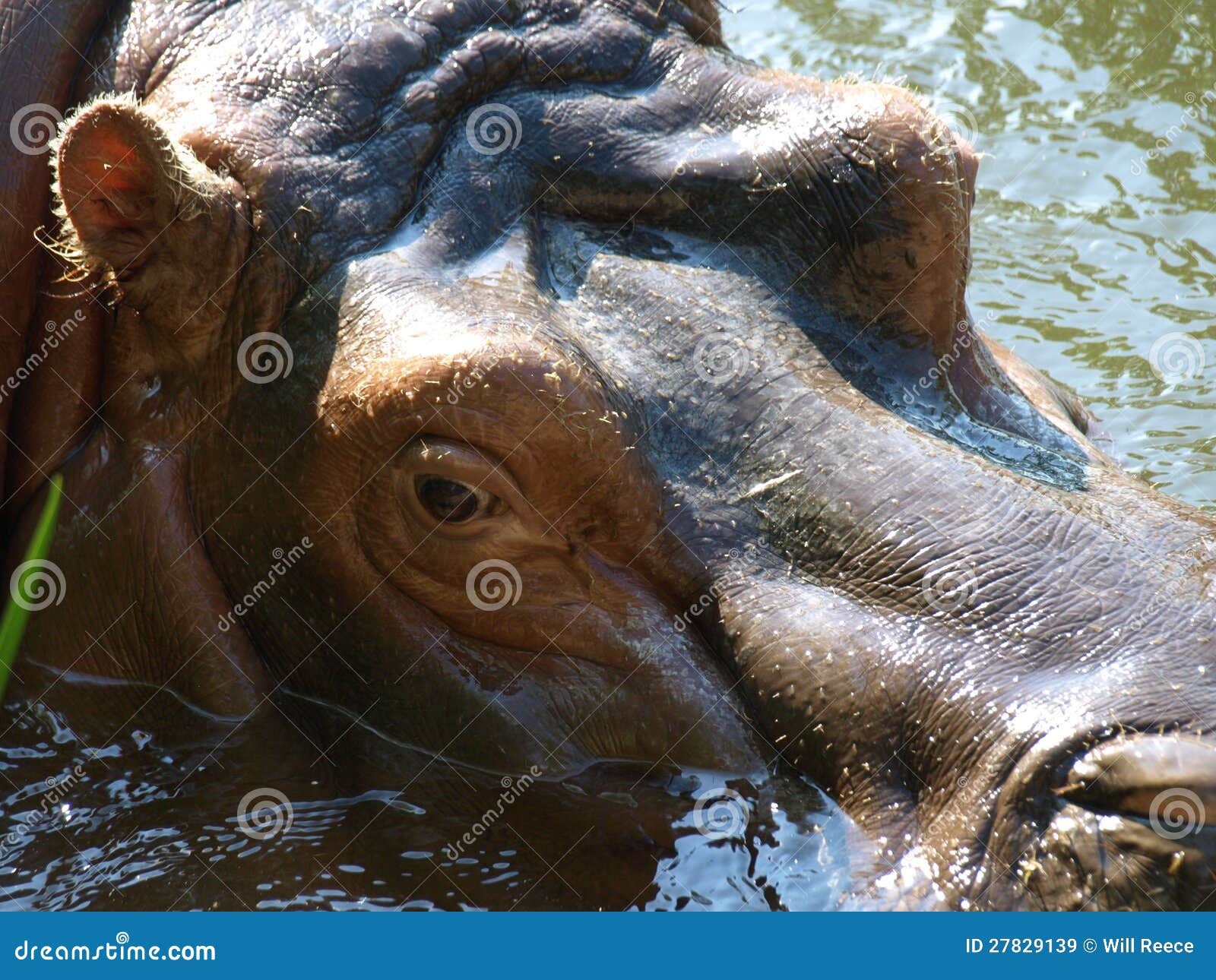 Hippo in river stock image. Image of details, danger - 27829139
