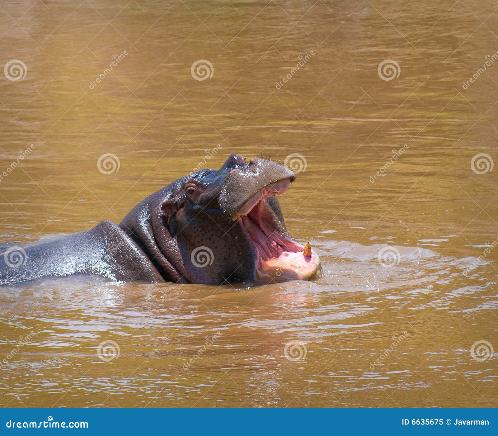Hippo in the river stock image. Image of hide, natural - 6635675