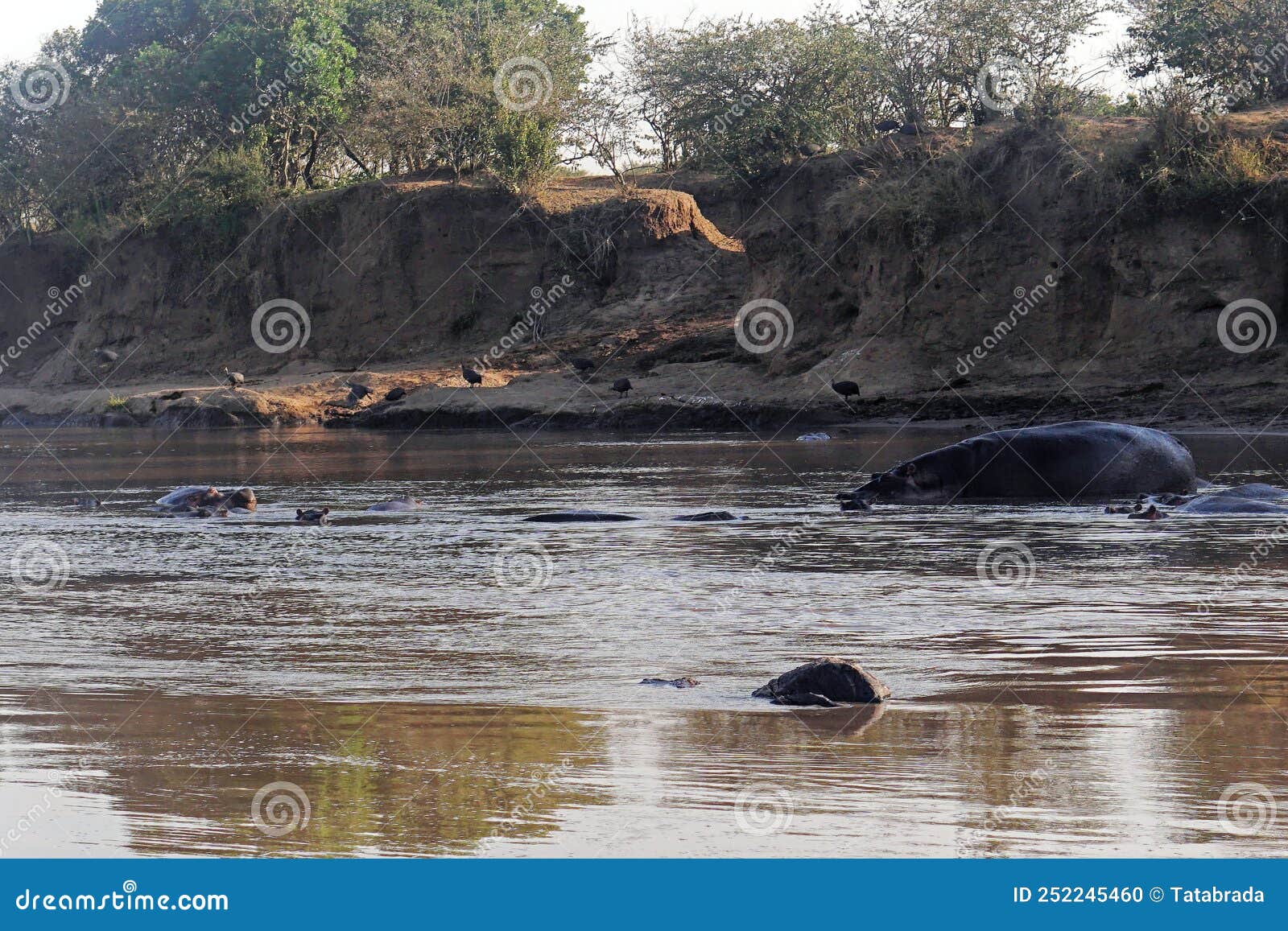 Hippo In River Water. Wildlife Africa. African Hippopotamus ...