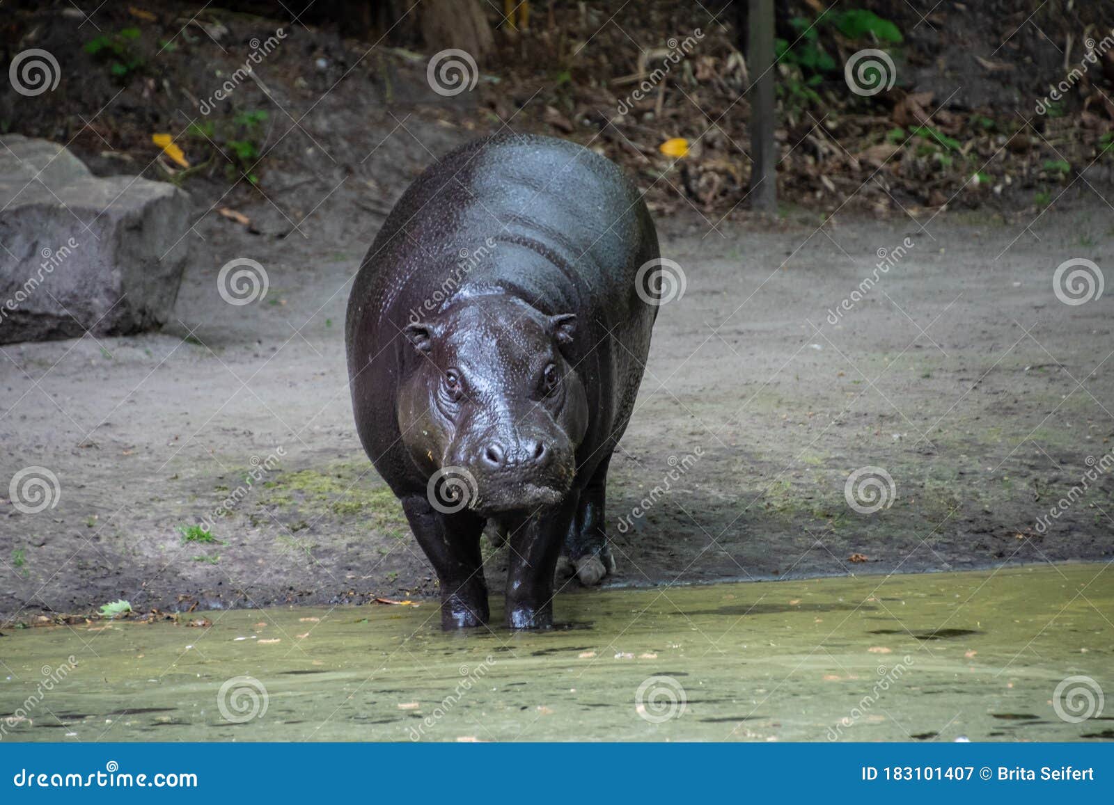 Hippo on River Bank Turns Towards Camera Stock Image - Image of ...