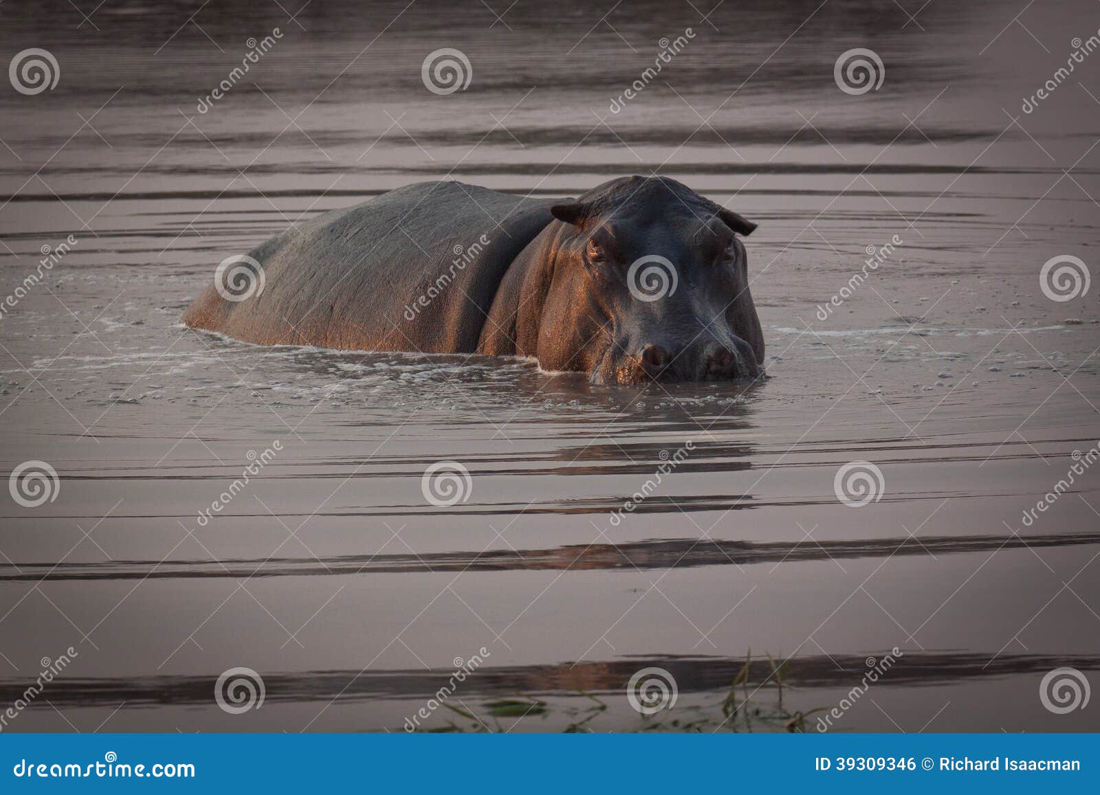 Hippo in River stock photo. Image of swimming, water - 39309346