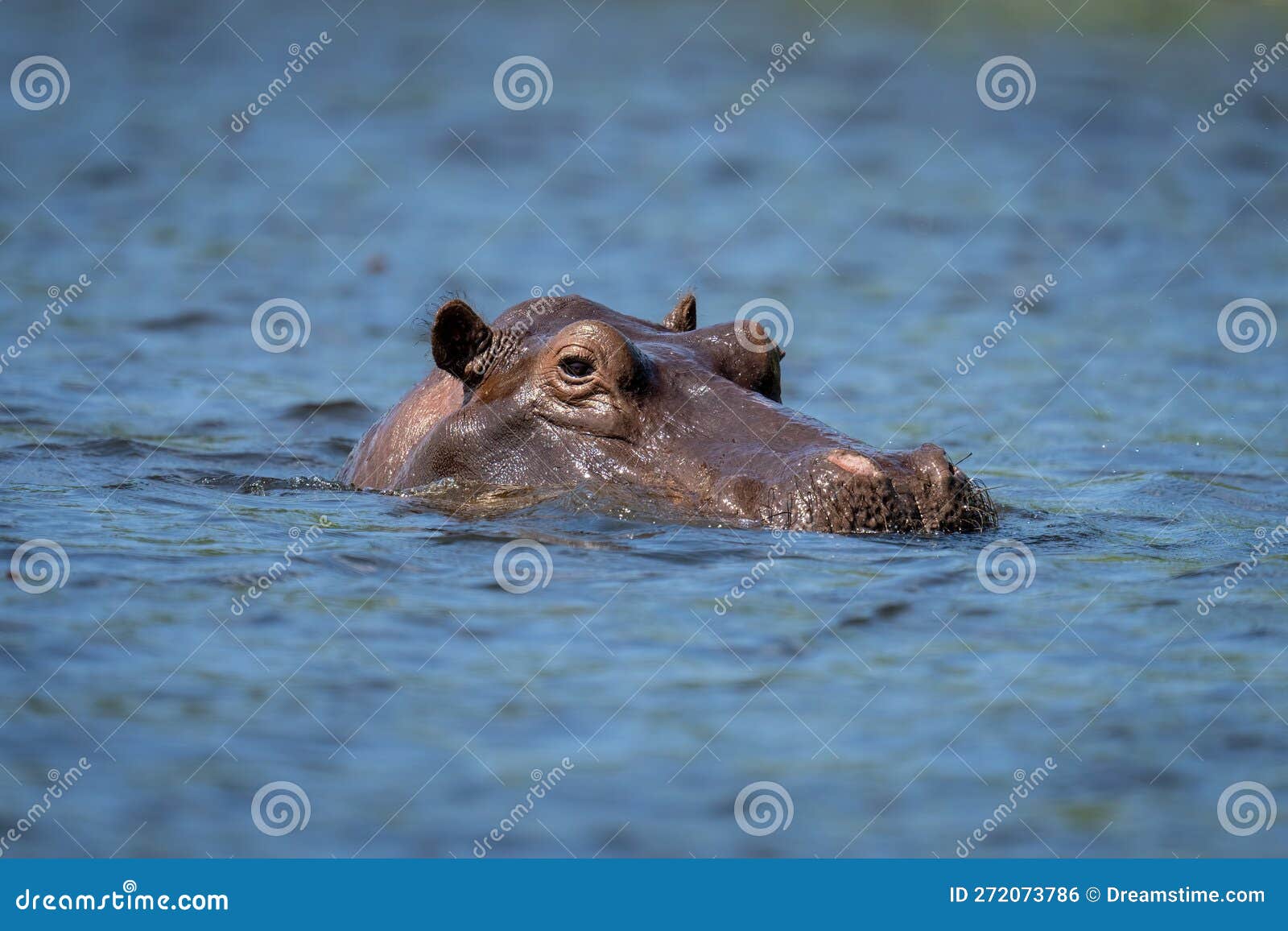 Hippo in River Watching Camera in Sunshine Stock Photo - Image of ...