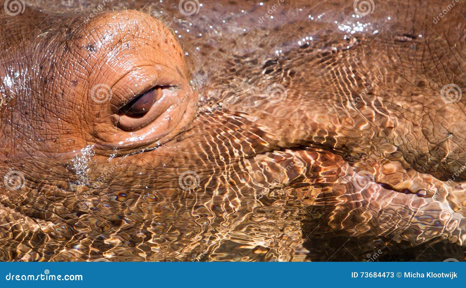 Hippo s eye in water stock image. Image of colors, animals - 73684473