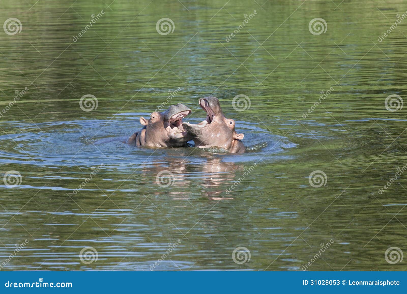 Hippo s playing stock image. Image of africa, wild, isimangaliso - 31028053