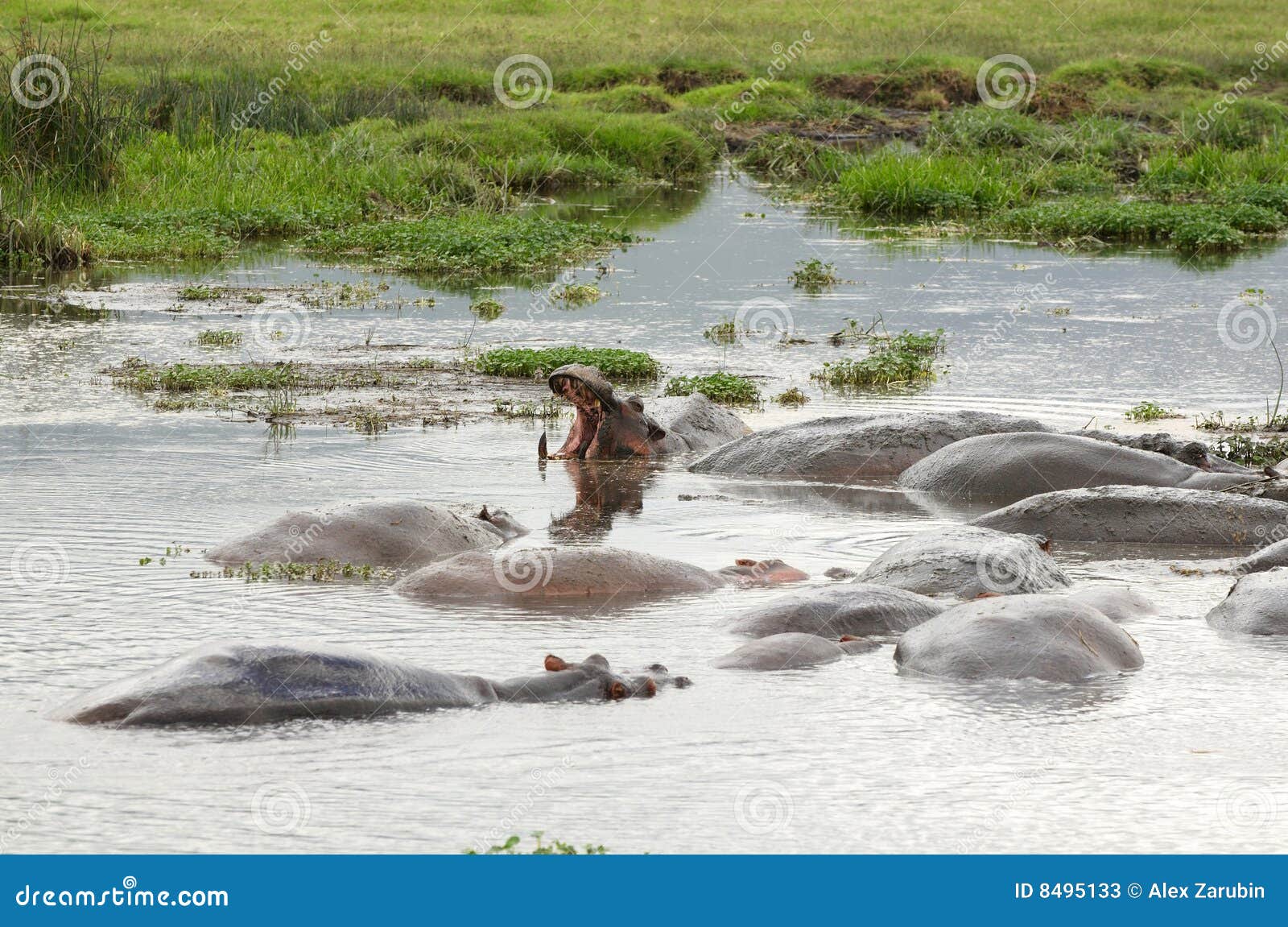 Hippo`s Pool in African National Park Stock Image - Image of park ...