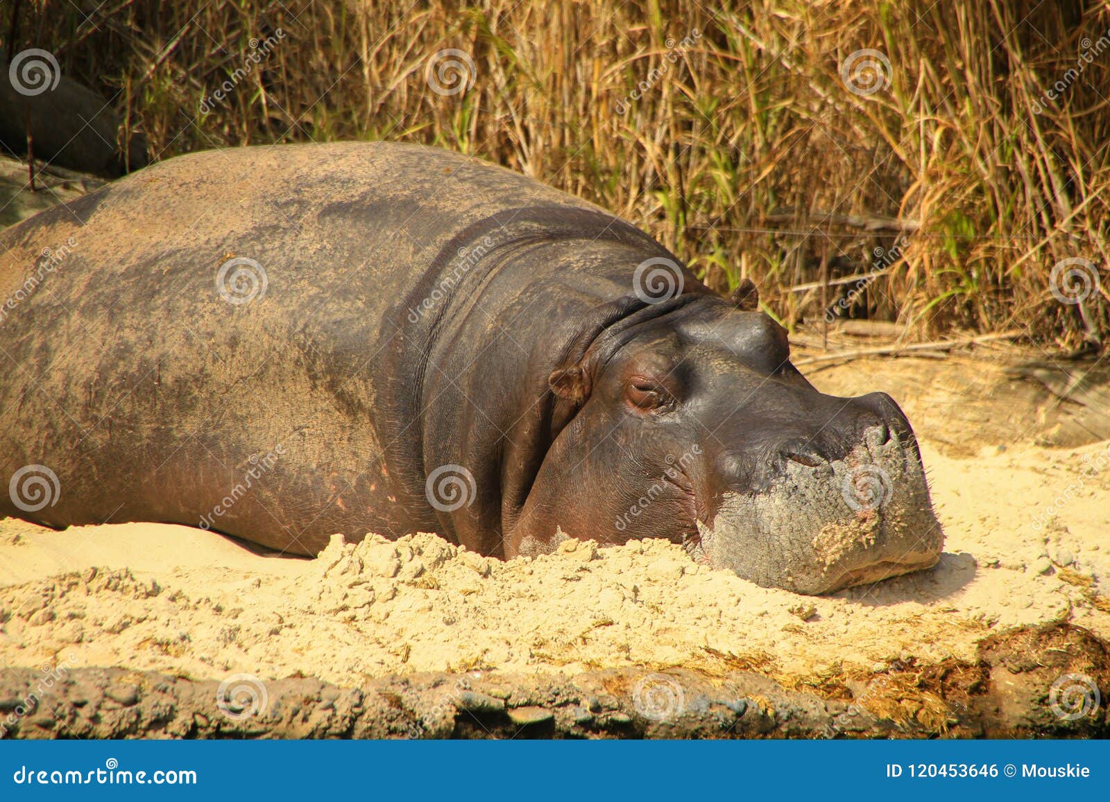 Hippo with Sandy Face stock photo. Image of hippo, scary - 120453646