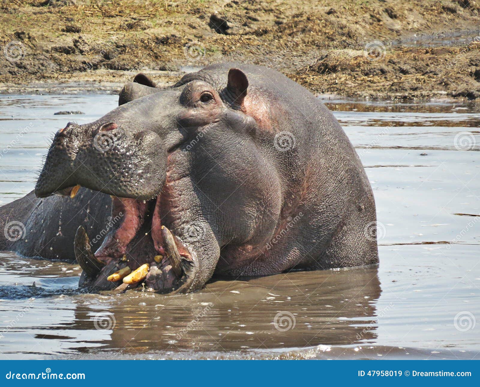 Hippo stock image. Image of teeth, hippo, smile - 47958019