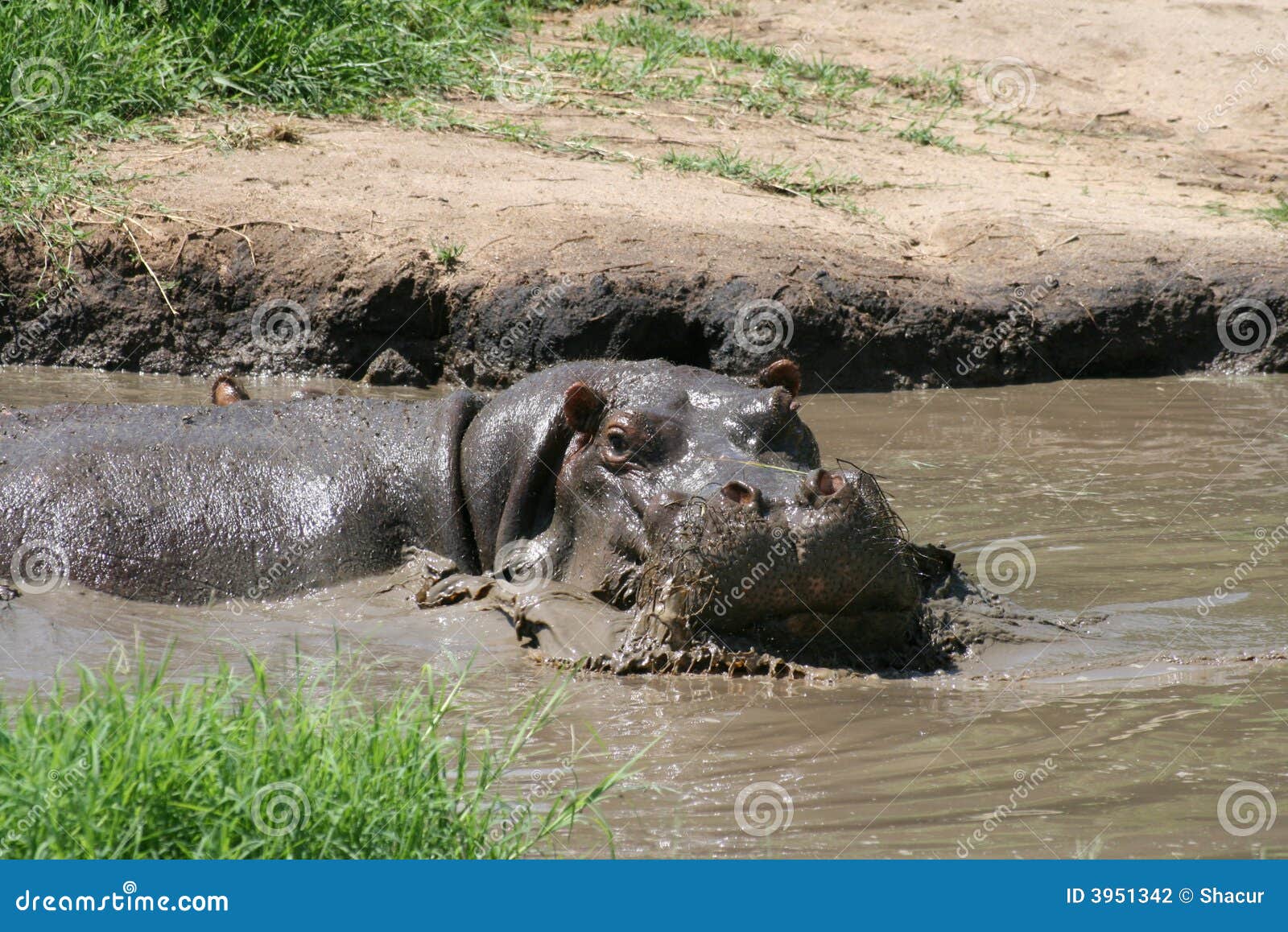 Hippo in serengeti stock photo. Image of wildlife, giant - 3951342