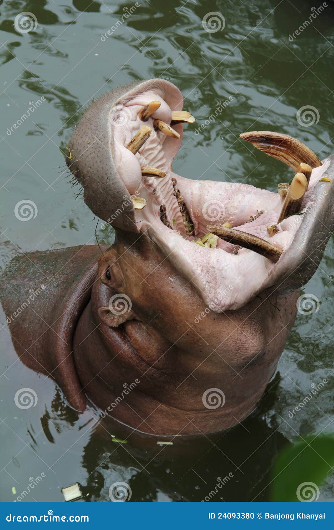 Hippo Showing Huge Jaw and Teeth Stock Photo - Image of africa, safari ...