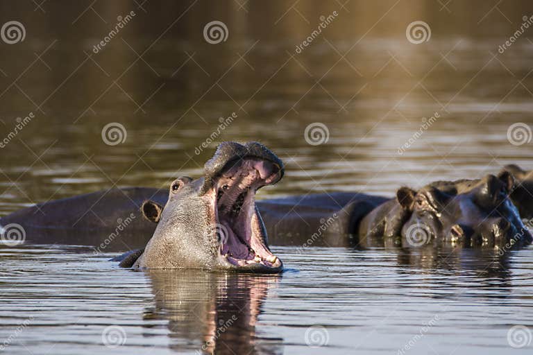 Hippo Showing Huge Jaw and Teeth, Kruger National Park, South Africa ... Hippo Showing Huge Jaw and Teeth, Kruger National Park, South Africa ...