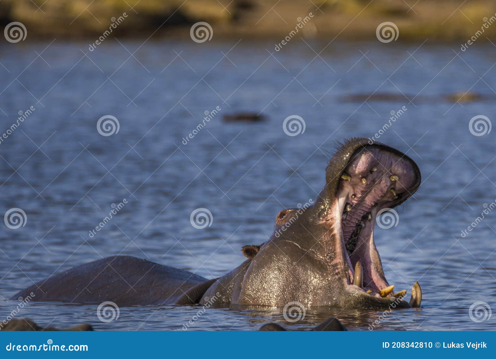 Hippo Showing Huge Jaw and Teeth, Kruger National Park, South Africa ... Hippo Showing Huge Jaw and Teeth, Kruger National Park, South Africa ...