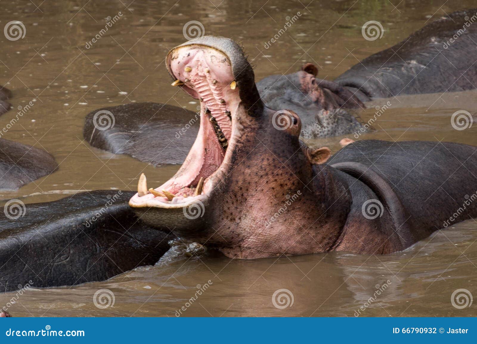 Hippo stock photo. Image of mammal, africa, hippo, teeth - 66790932
