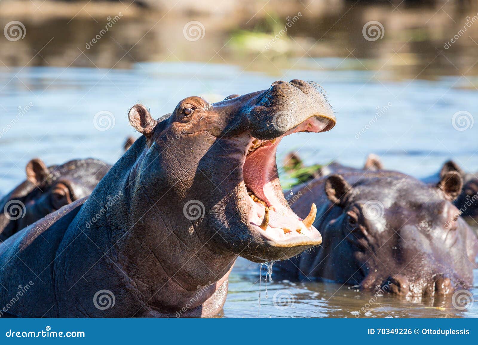Hippo showing teeth stock photo. Image of wide, south - 70349226
