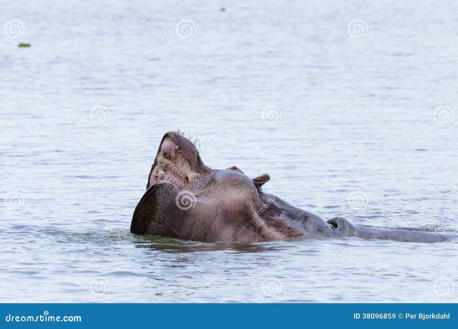 Hippo Showing the Teeths #3 Stock Image - Image of tanzania, safari ...