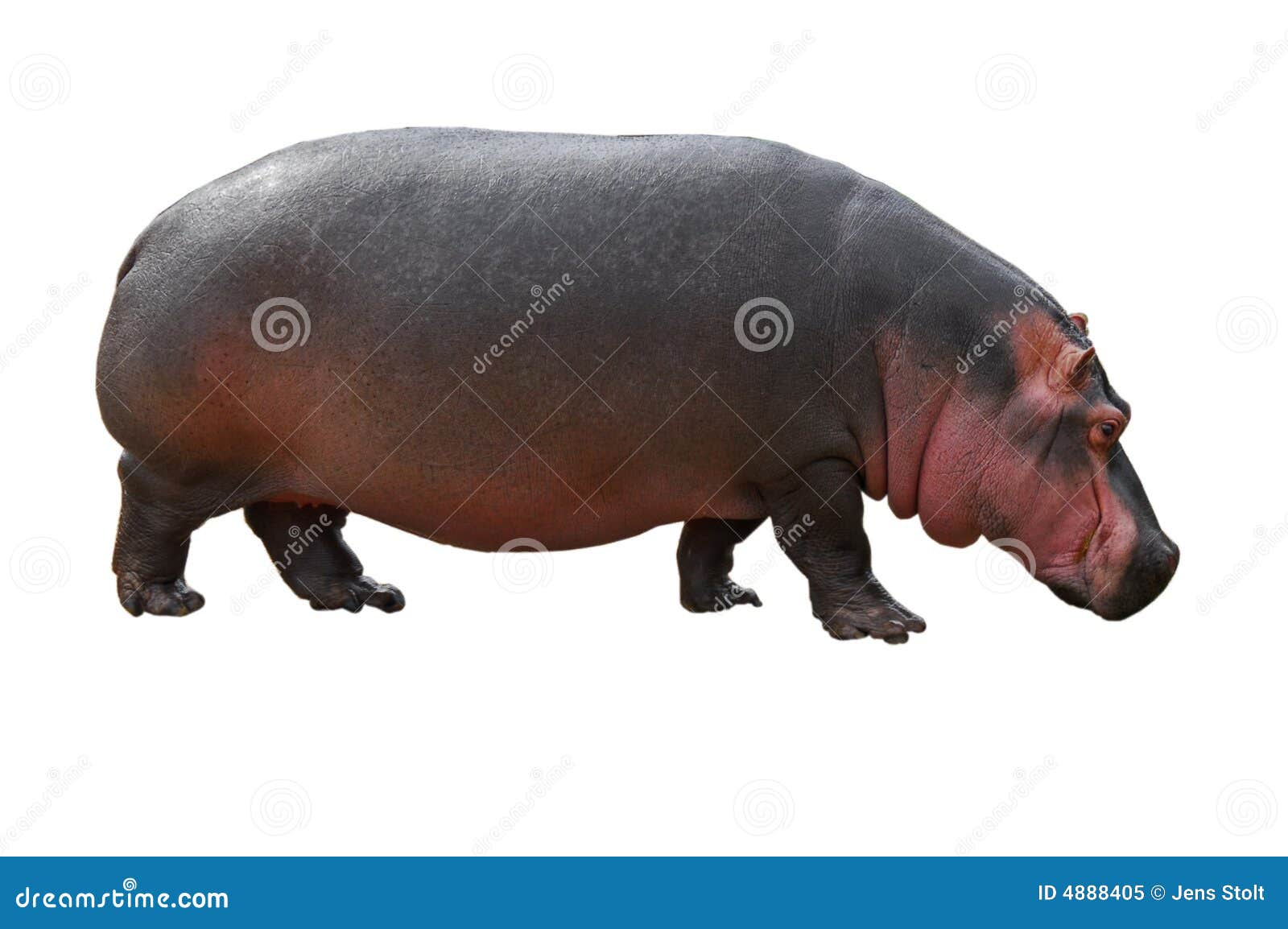 Hippo Side Royalty Free Stock Photo - Image: 4888405