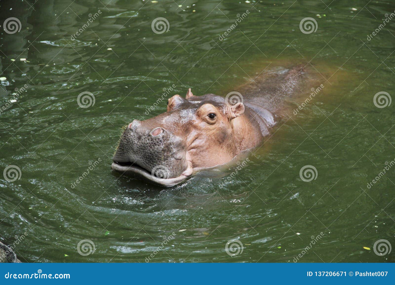 Sitting Hippo Stock Photos - Download 180 Royalty Free Photos