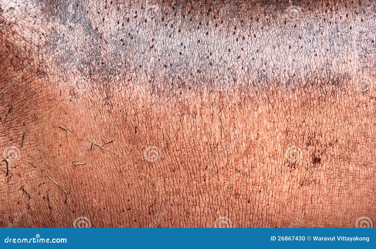 Hippo skin stock photo. Image of surface, pore, protect - 26867430