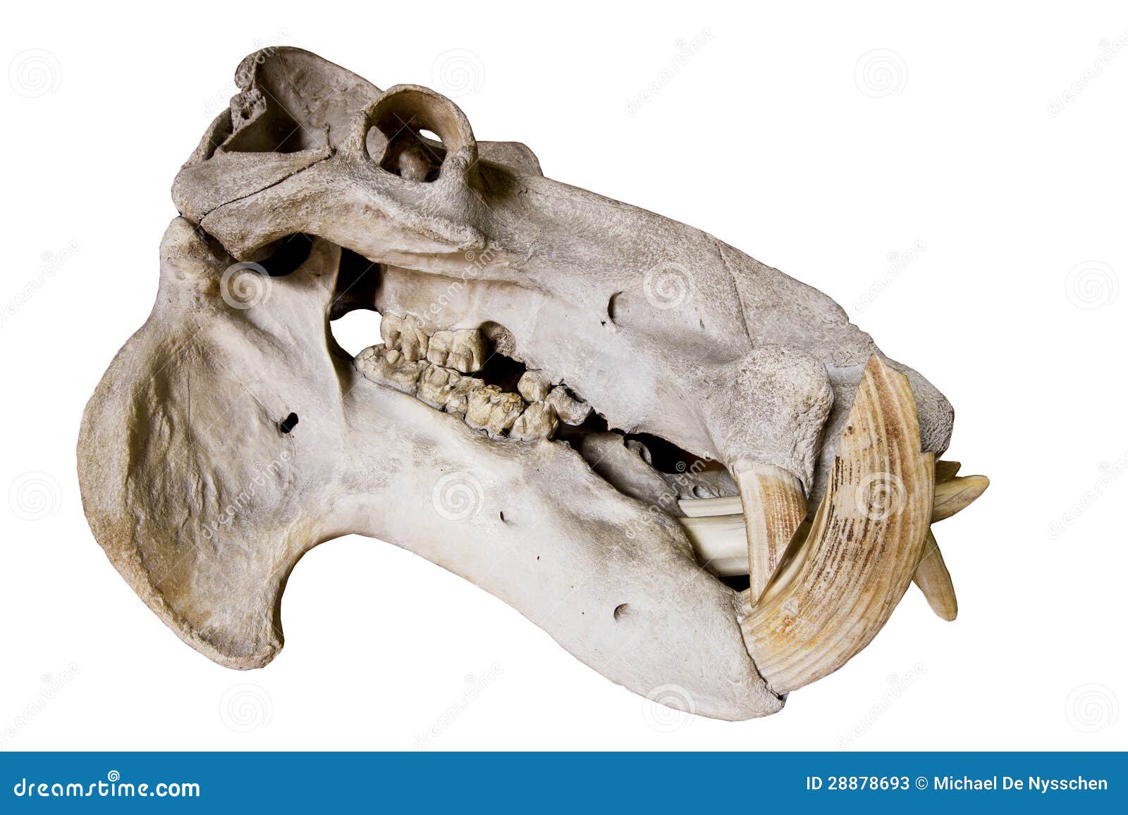 Hippo skull on white stock image. Image of sockets, africa - 28878693