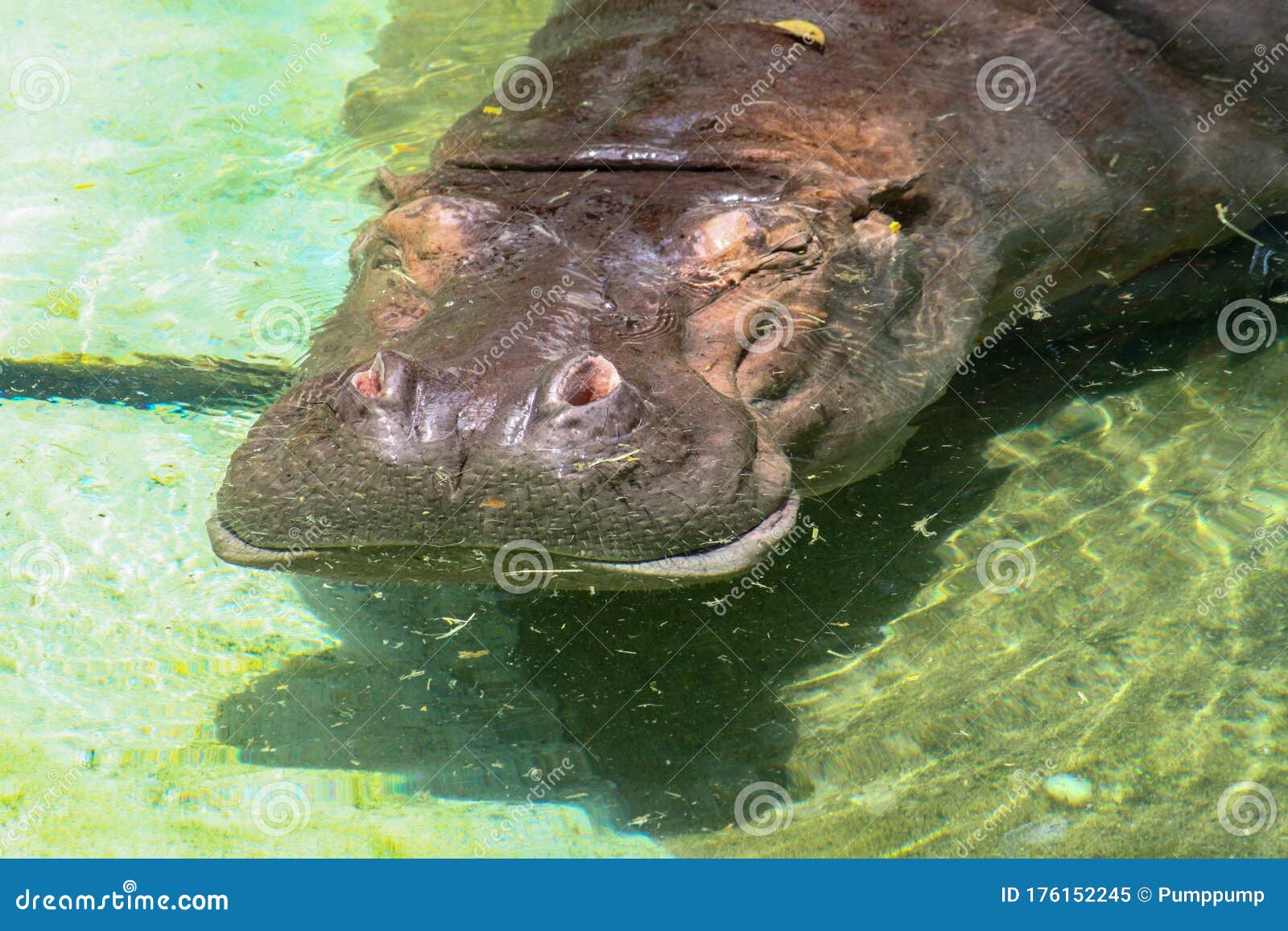 355 Hippo Sleep Photos - Free & Royalty-Free Stock Photos from Dreamstime