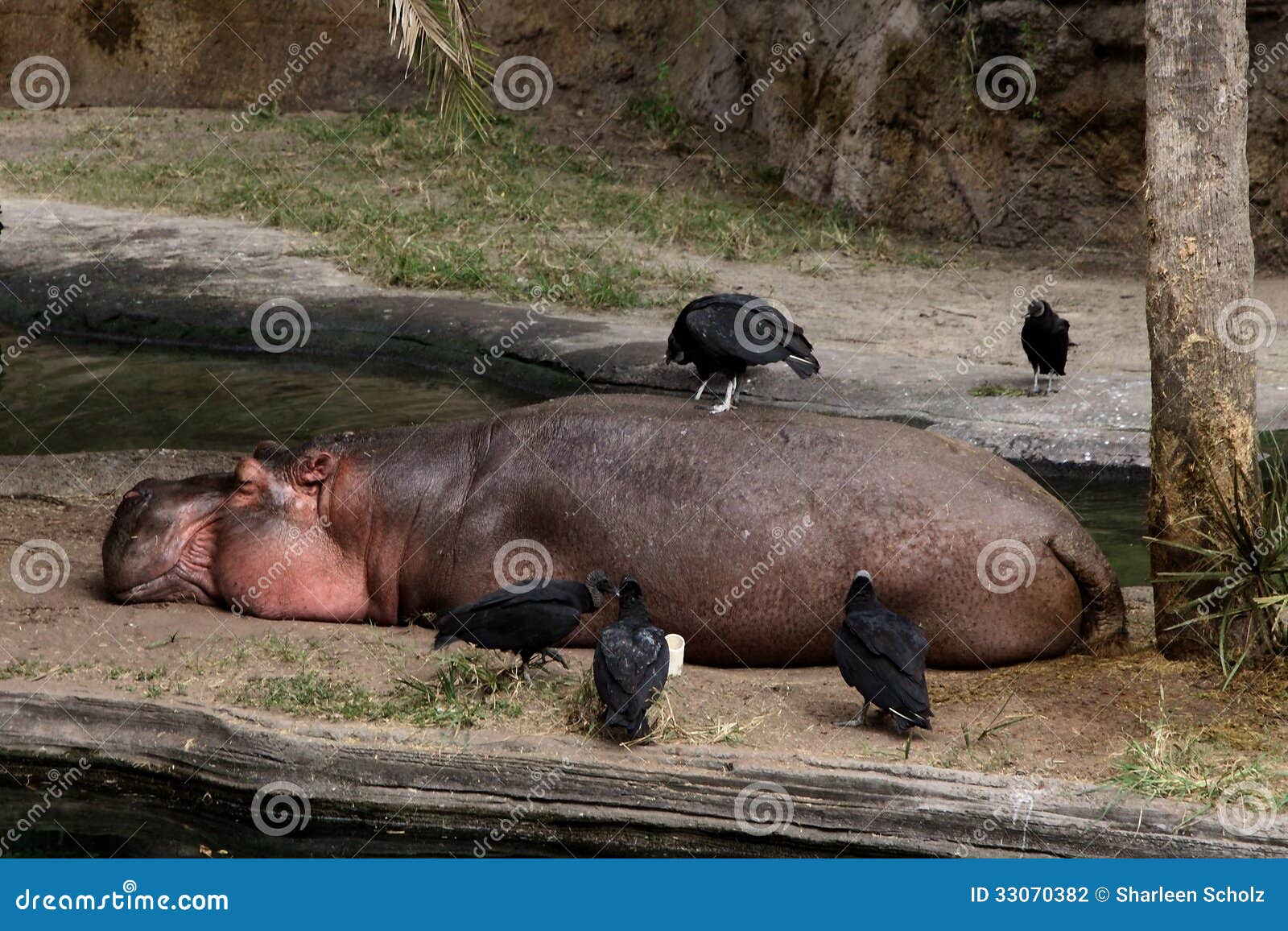 Hippo stock photo. Image of hippo, noisy, africa, brown - 33070382