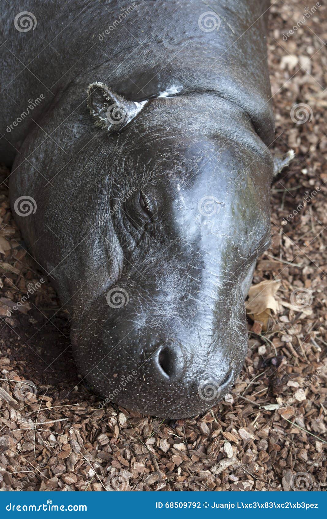 Hippo sleeping stock photo. Image of wild, creature, blue - 68509792