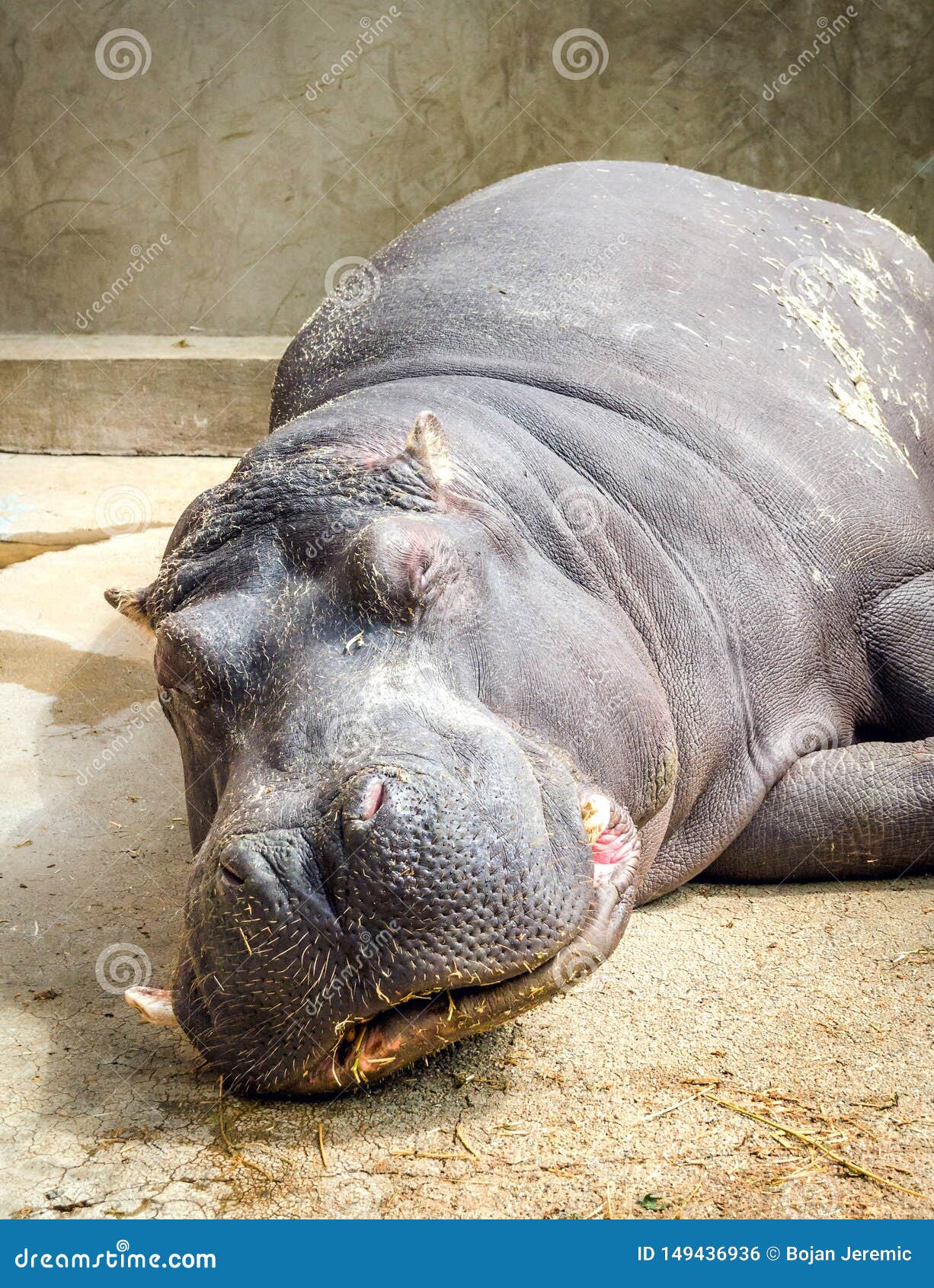 Hippo Sleeping on the Ground. Stock Photo - Image of danger, aquatic ...