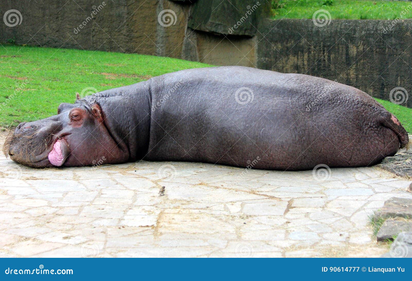 Hippo sleeping stock image. Image of angola, aquatic - 90614777