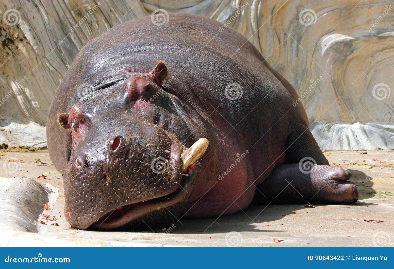 Hippo sleeping stock photo. Image of park, country, natural - 90643422