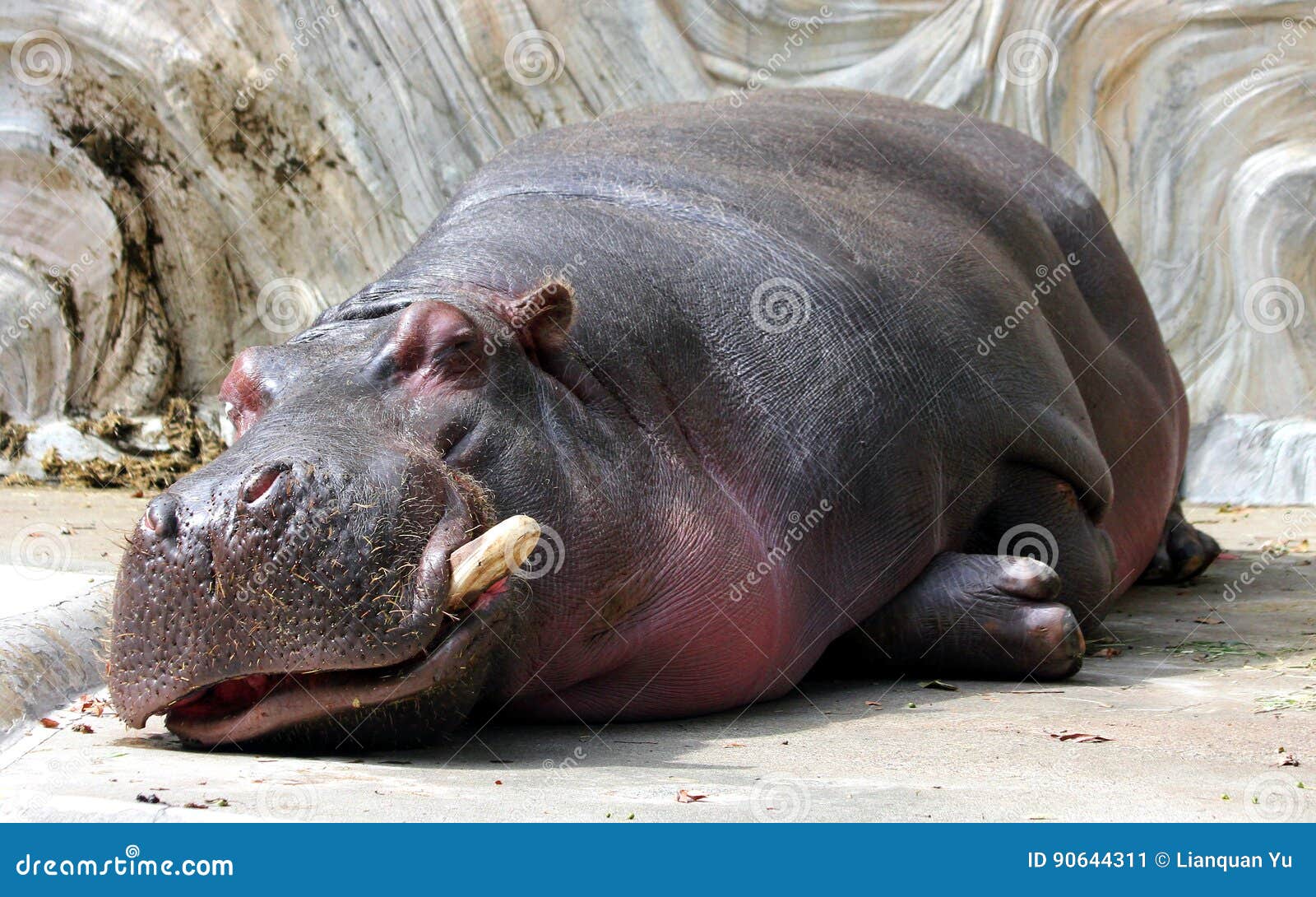 Hippo sleeping stock image. Image of estrus, nose, river - 90644311