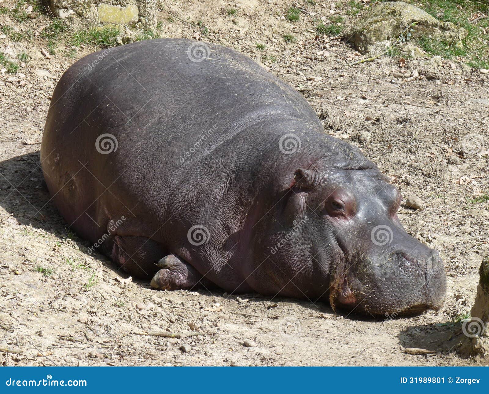A Hippo Sleeping, Skin Detail Stock Image - Image of hippo, wildlife ...