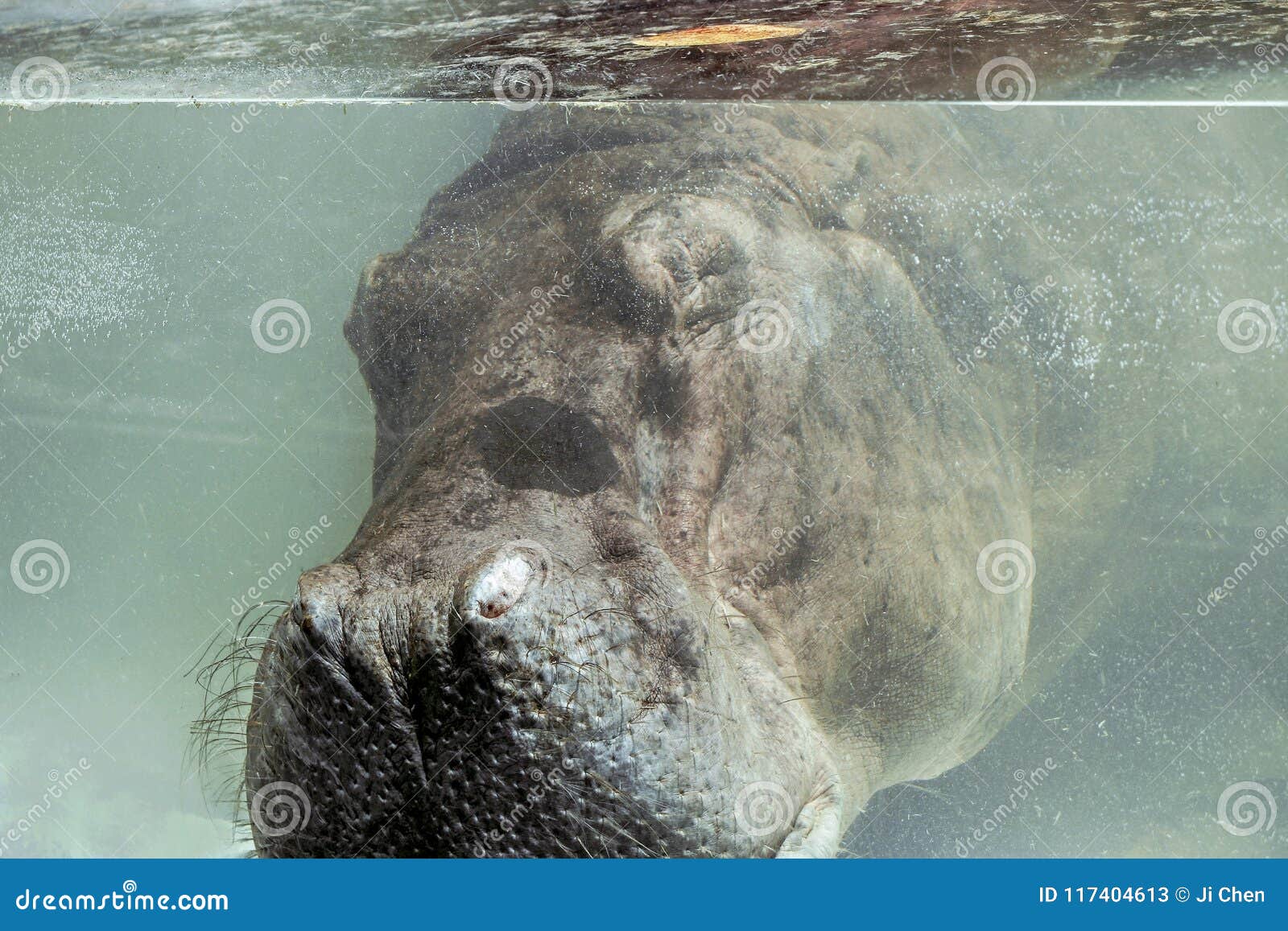 Hippo sleeping underwater stock image. Image of natural - 117404613