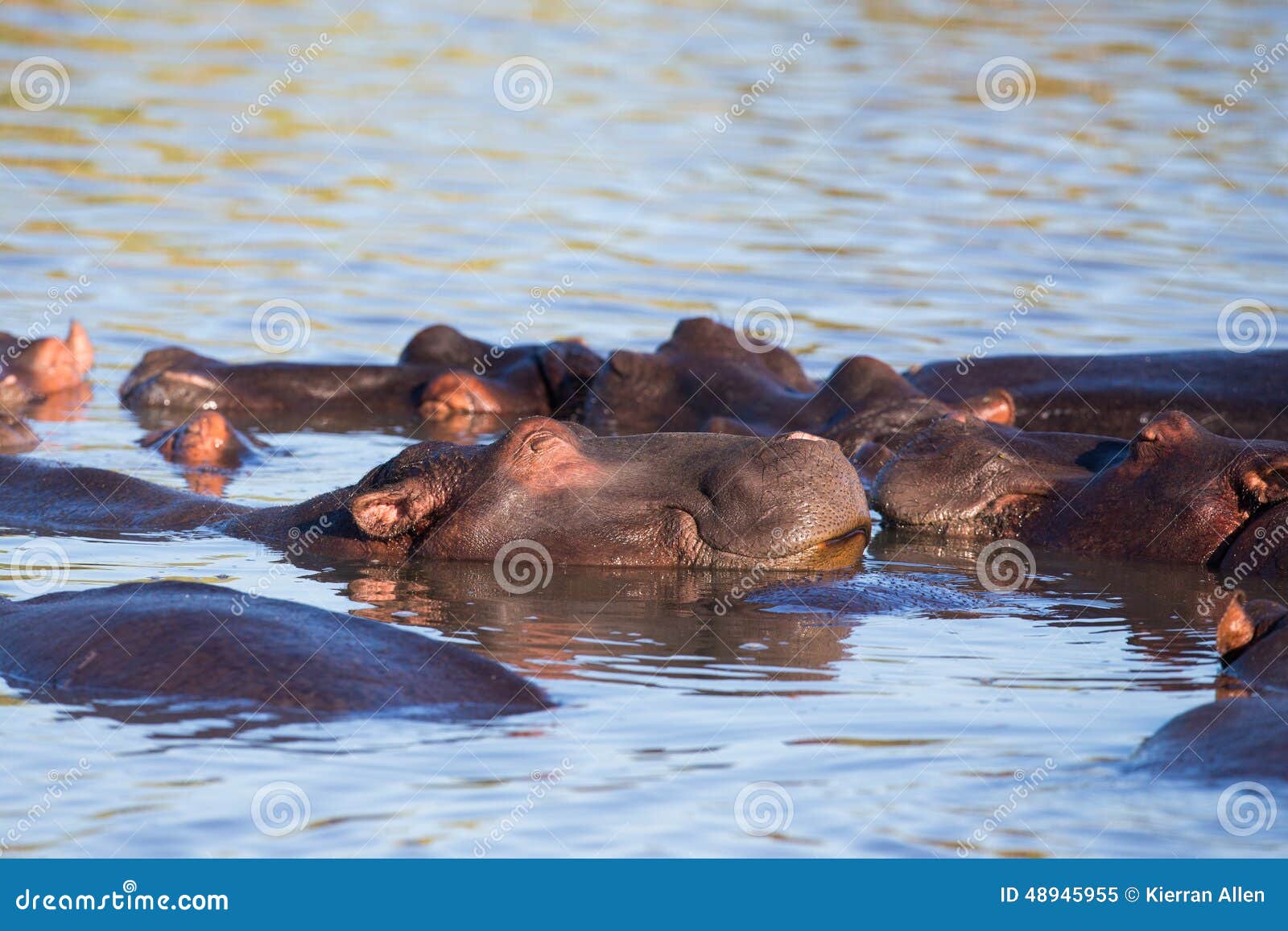 Hippo Sleeping in Water South Africa Stock Image - Image of south, wild ...