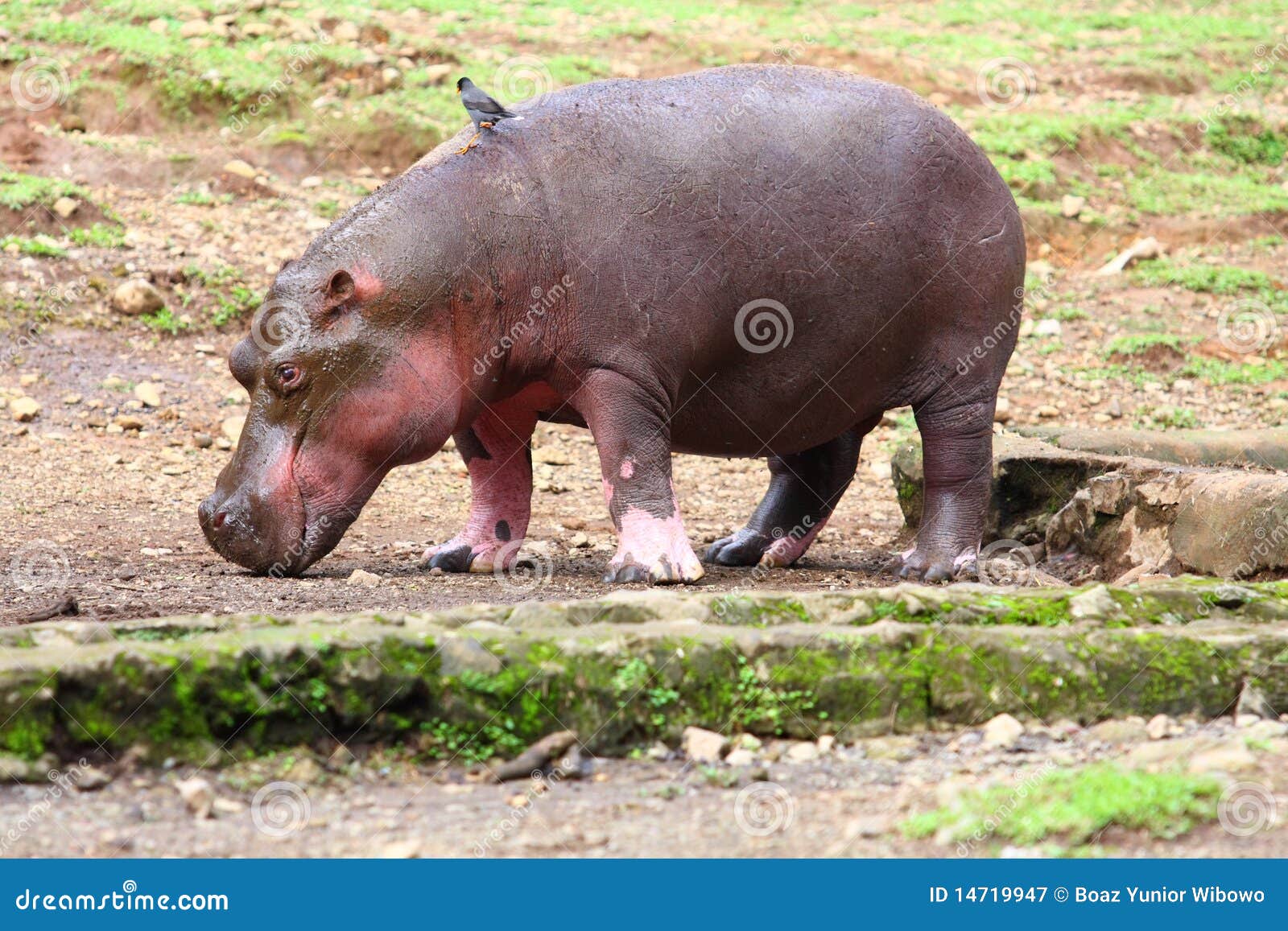 Hippo With Cub Royalty-Free Stock Photo | CartoonDealer.com #3510381