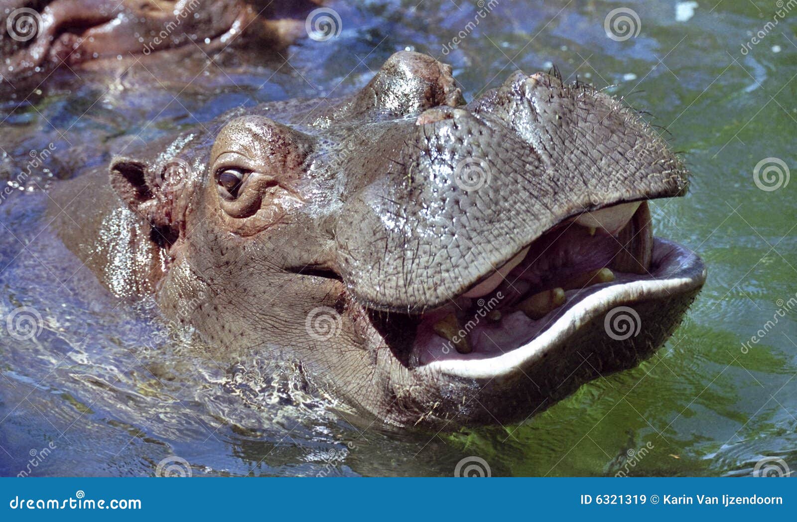 Hippo smile stock image. Image of africa, bathing, smile - 6321319