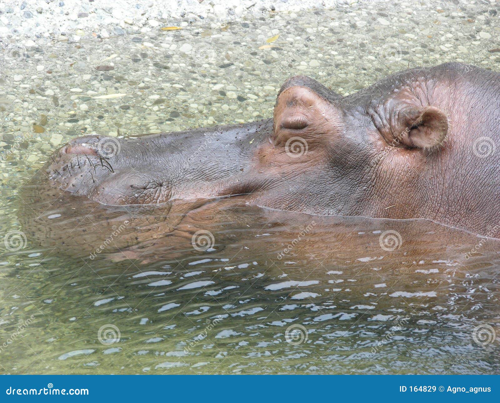 Hippo Smiling Picture. Image: 164829
